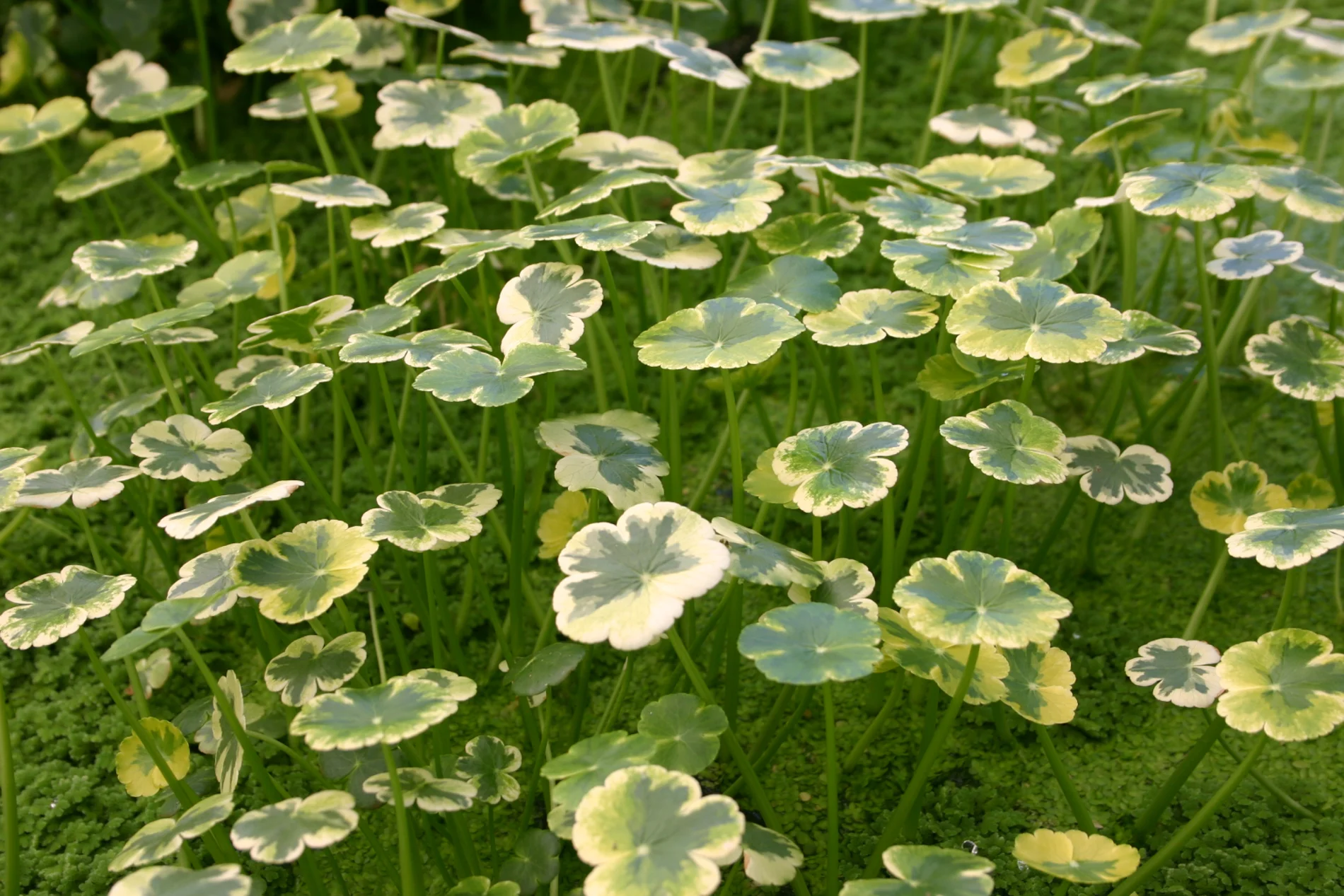 Hydrocotyle ranunculoides 'Crystal Ball' — Florida Aquatic Nurseries