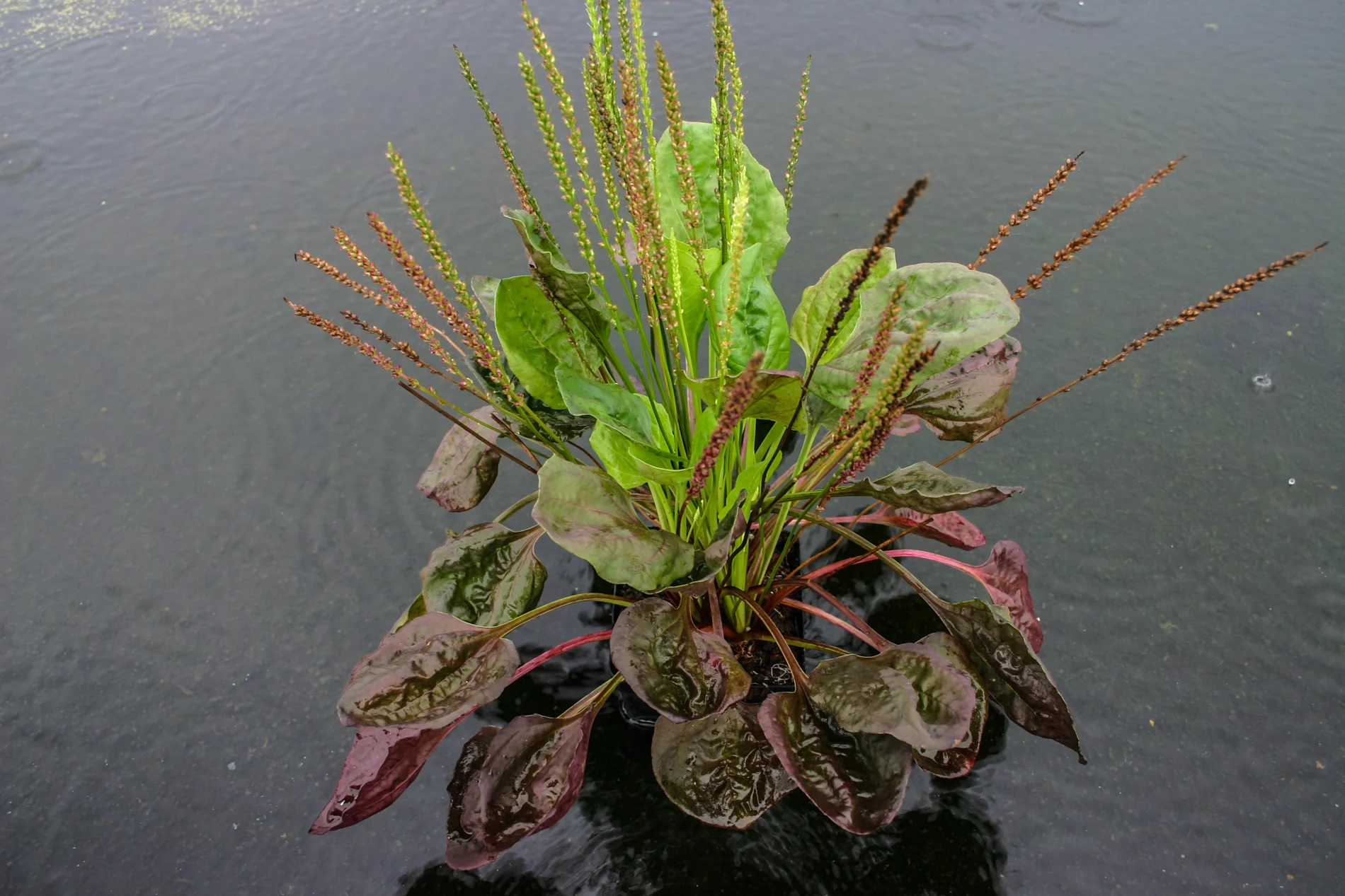 Plantago major 'rubrifolia' — Florida Aquatic Nurseries