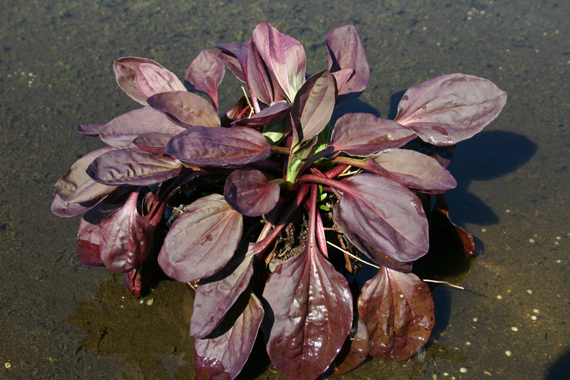 Plantago major 'rubrifolia' — Florida Aquatic Nurseries