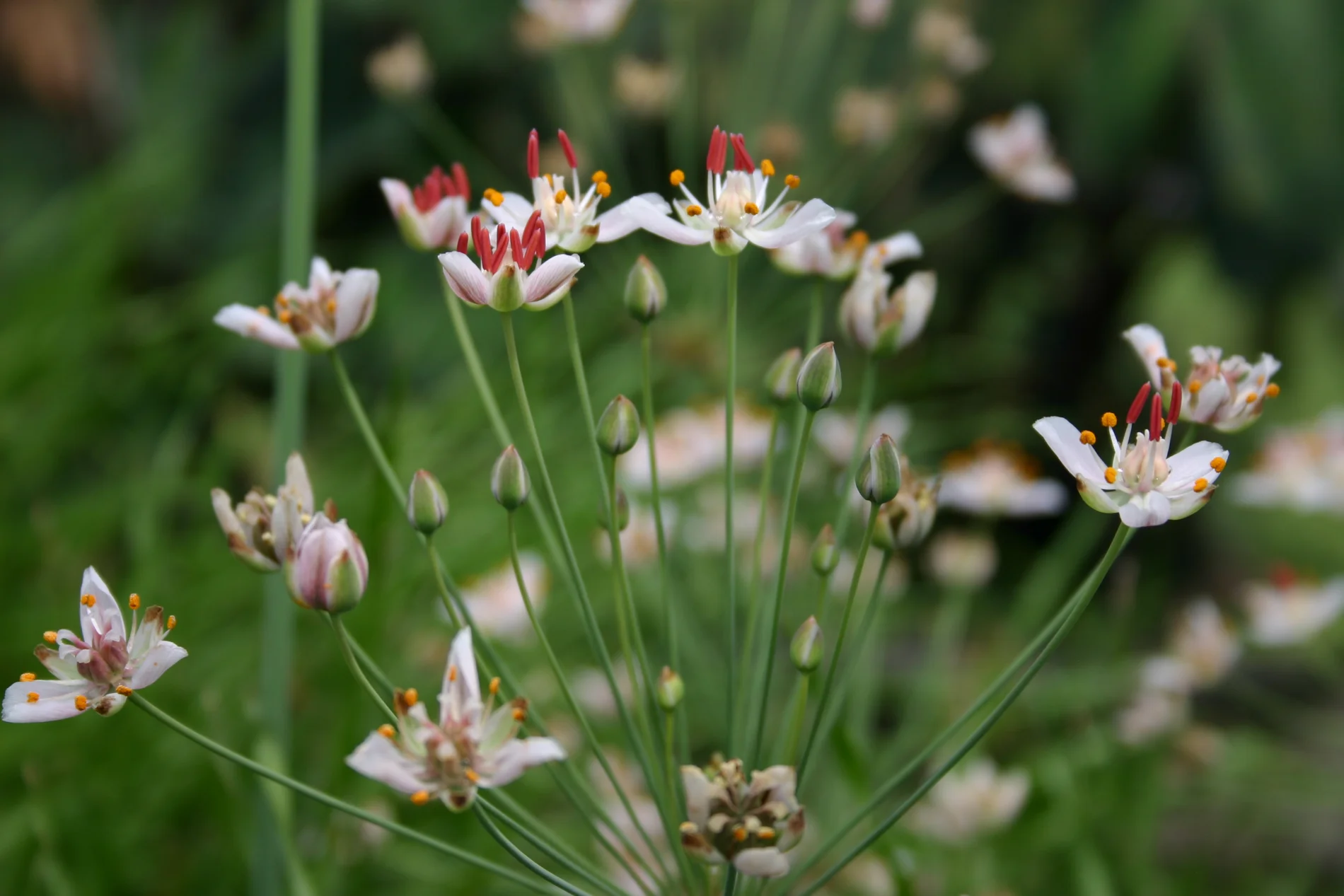 Butomus umbellatus — Florida Aquatic Nurseries