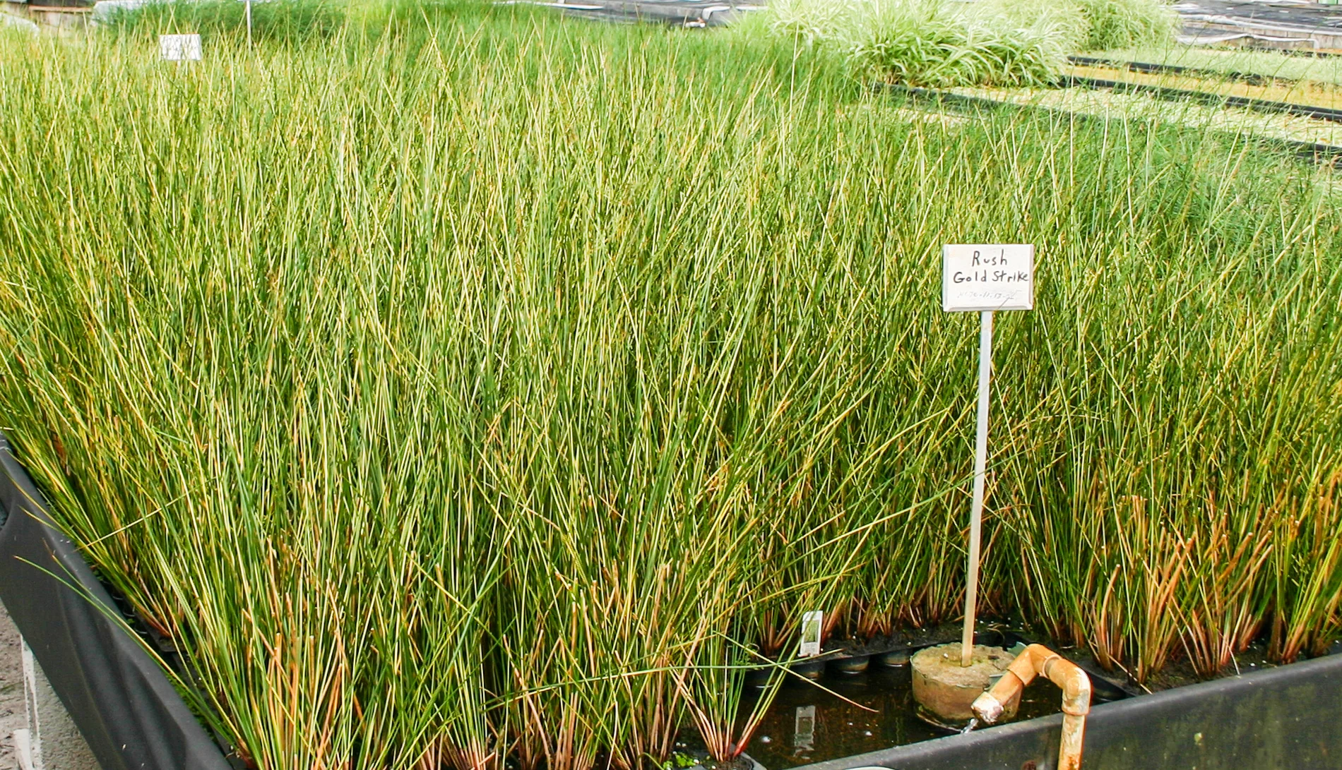 Juncus effusus 'Gold Strike' — Florida Aquatic Nurseries
