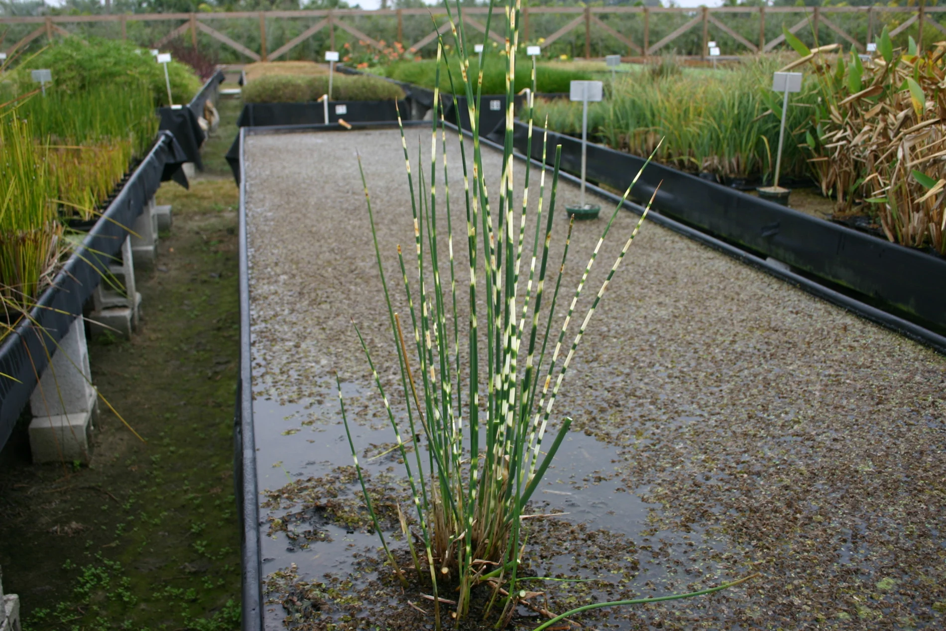 Schoenoplectus lacustris subs. tabernae montani 'Zebrinus' — Florida ...