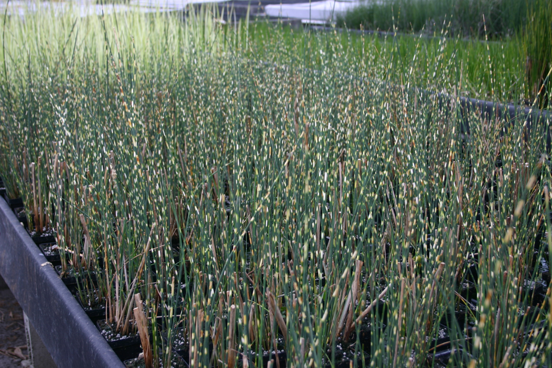 Schoenoplectus lacustris subs. tabernae montani 'Zebrinus' — Florida ...
