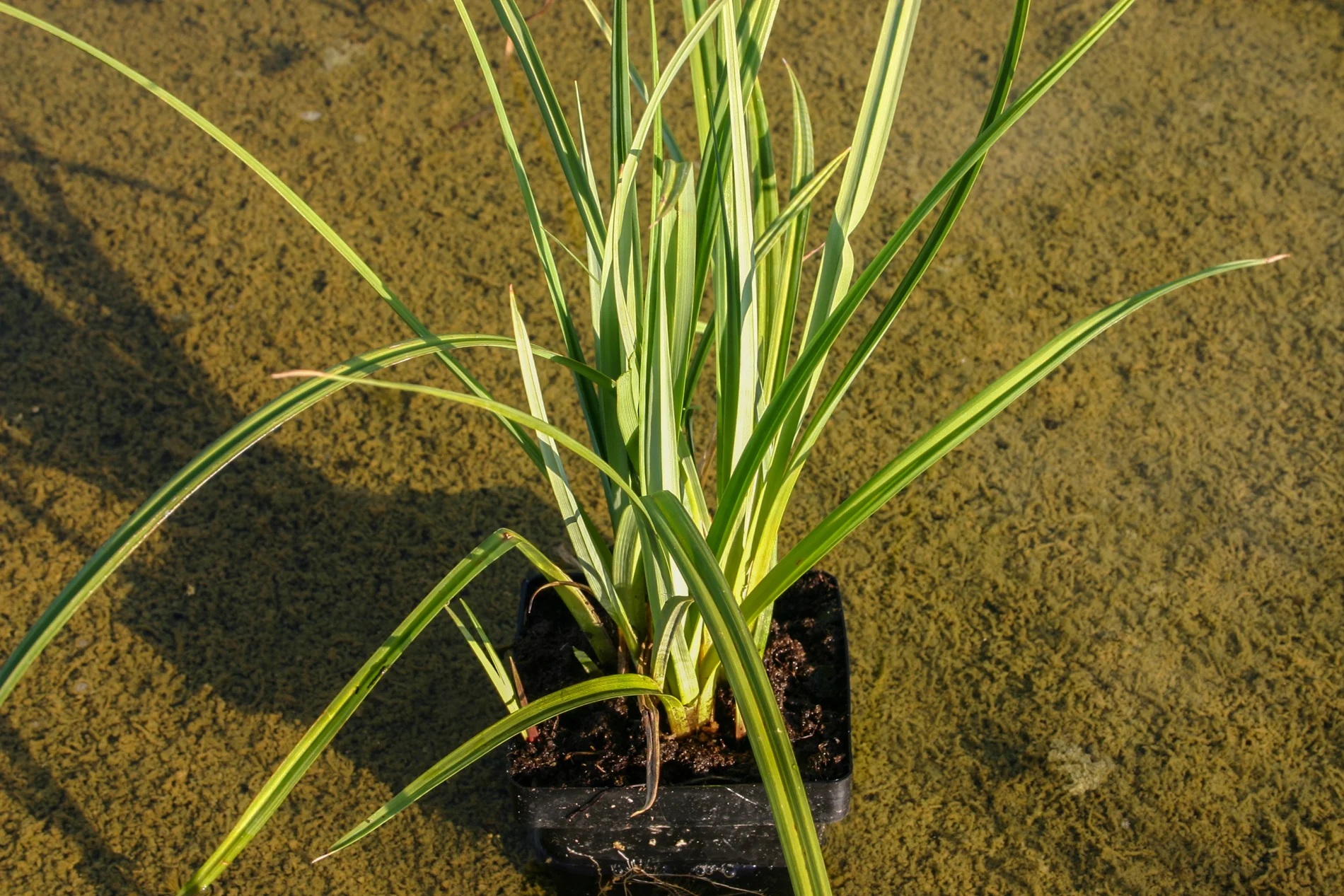 Carex spp. — Florida Aquatic Nurseries
