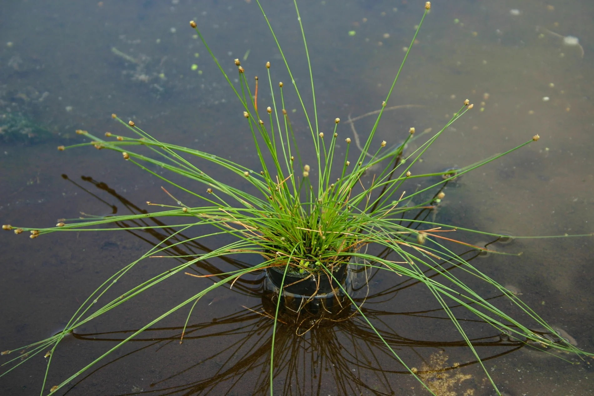 Eleocharis montevidensis (pond) — Florida Aquatic Nurseries