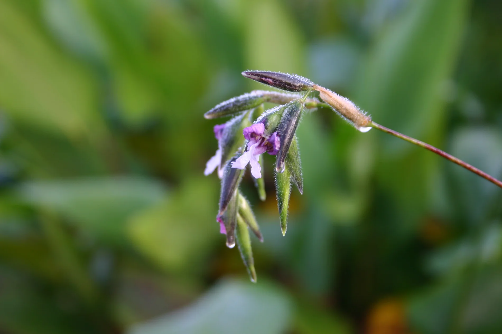 Thalia dealbata — Florida Aquatic Nurseries