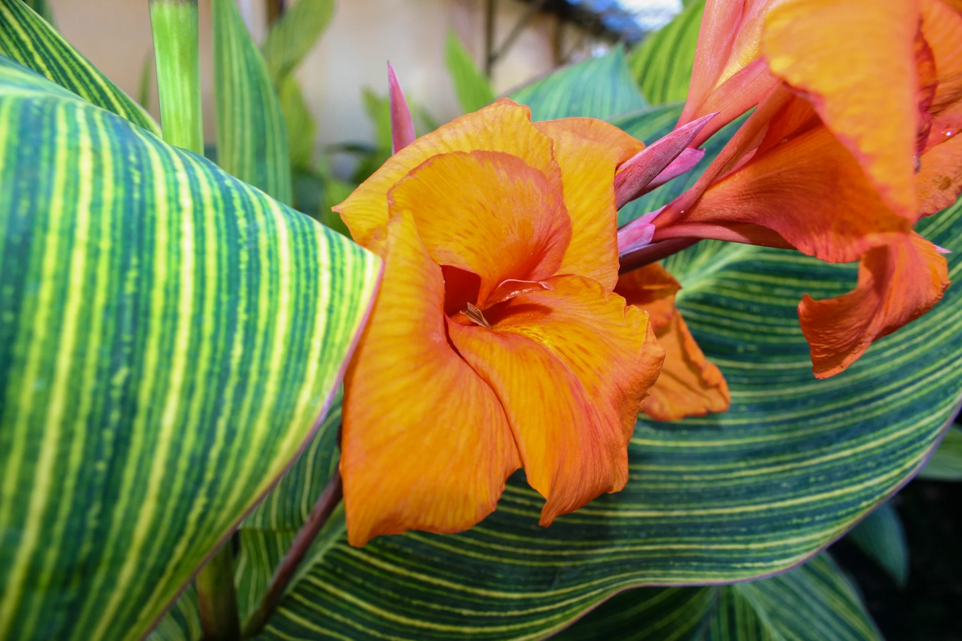 Canna 'Bengal Tiger' — Florida Aquatic Nurseries