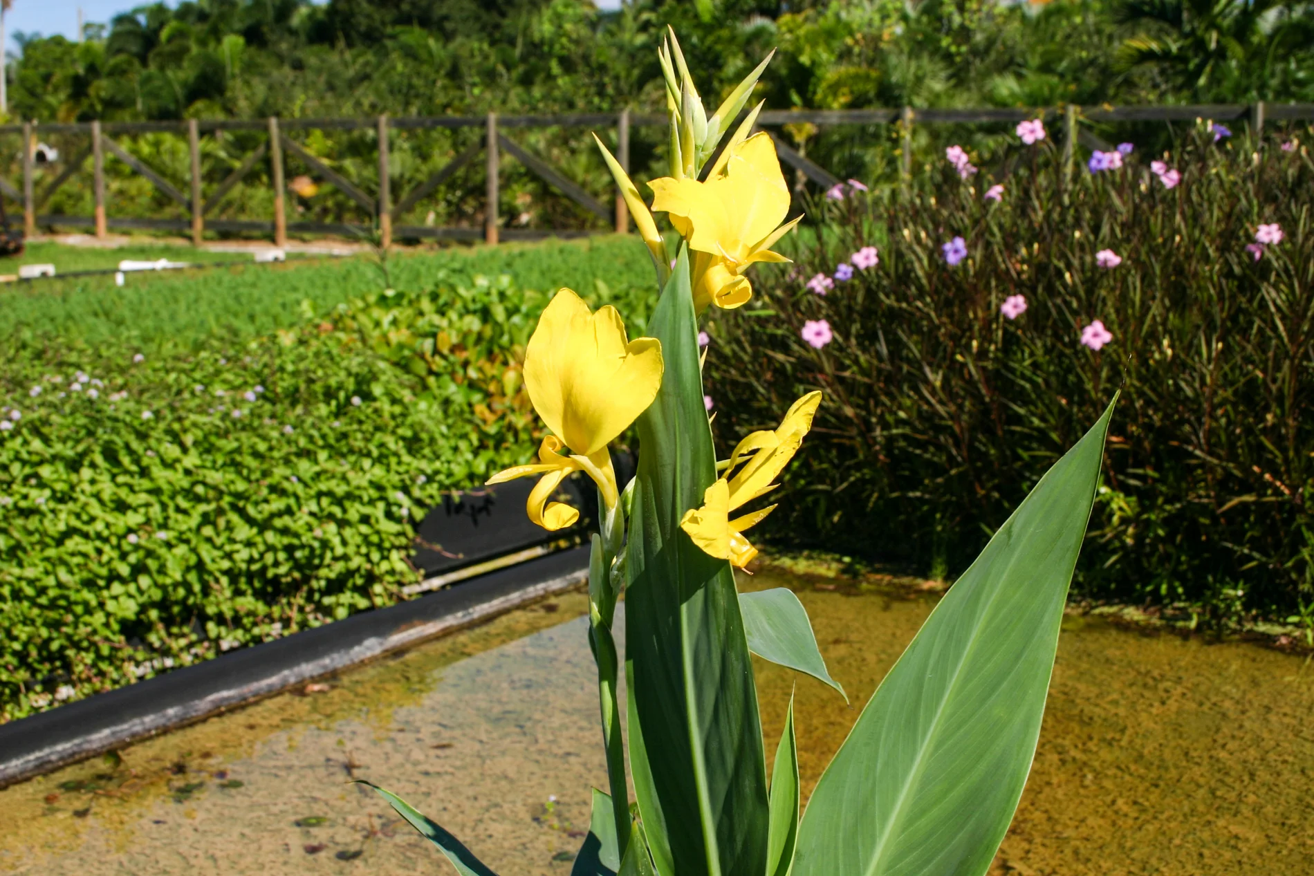 Canna glauca 'Ra' — Florida Aquatic Nurseries