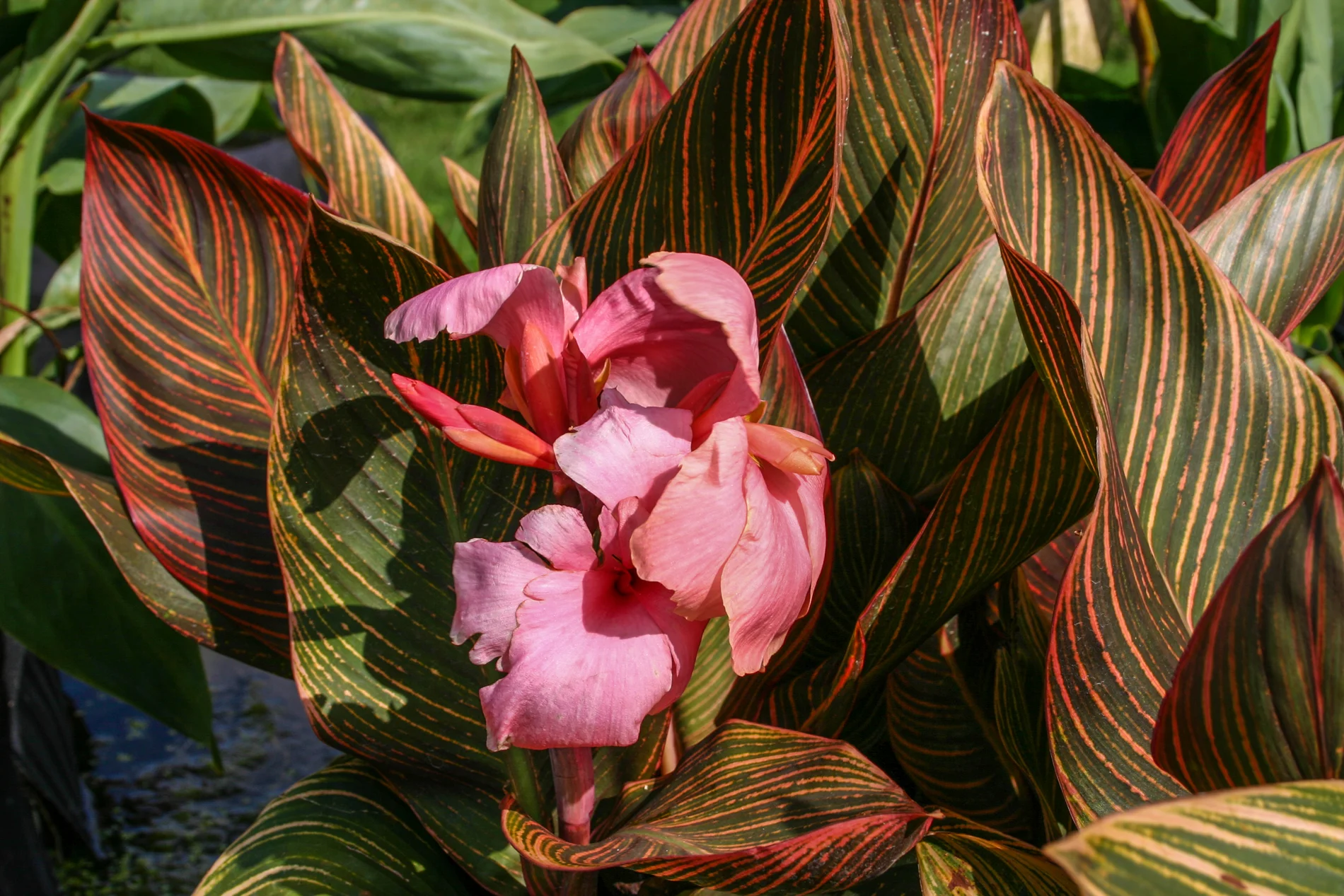 Canna 'Pink Sunburst' — Florida Aquatic Nurseries