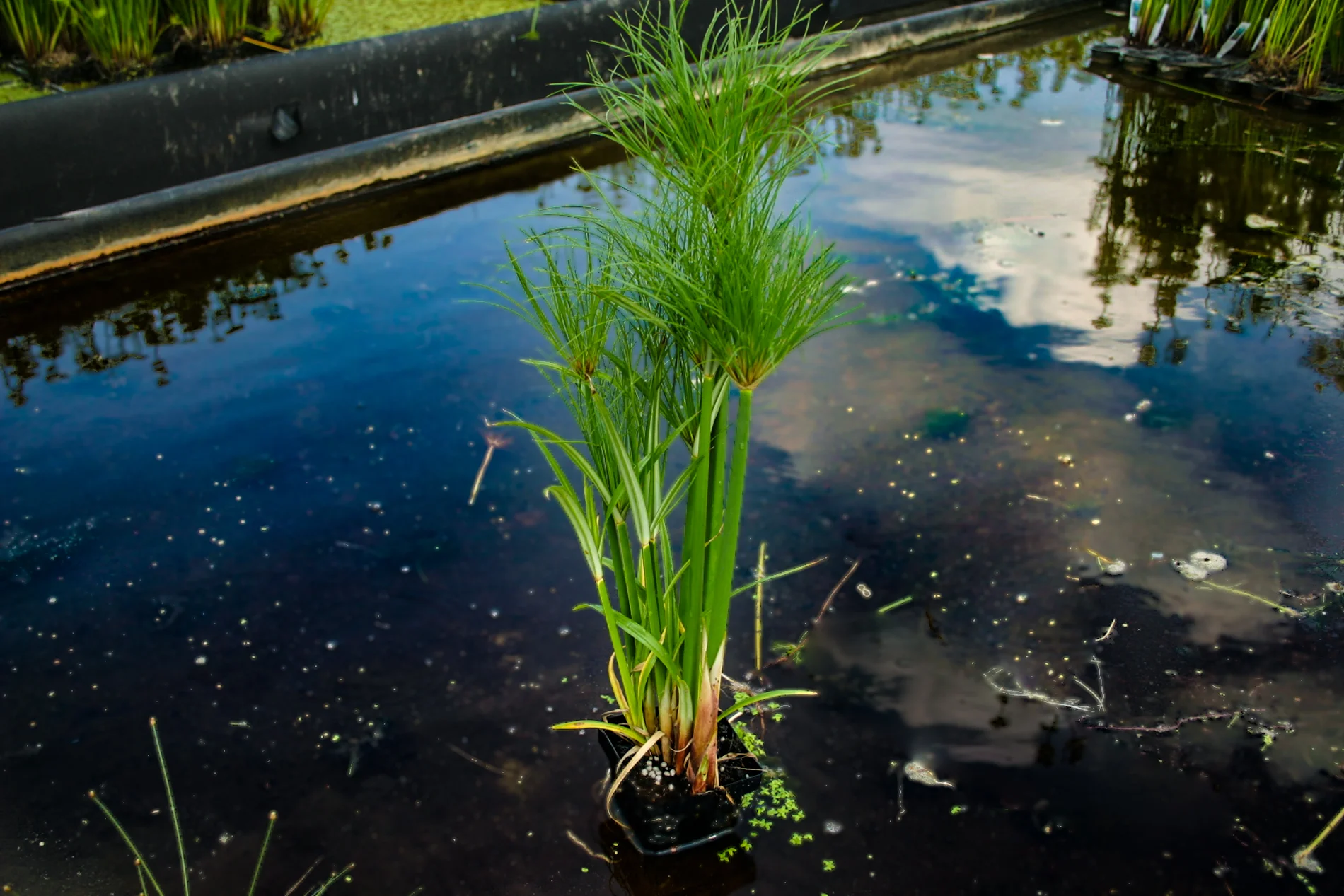 Cyperus percamenthus — Florida Aquatic Nurseries
