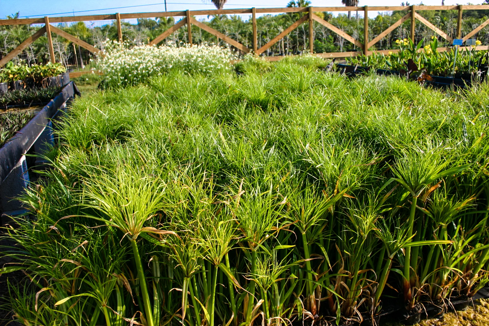Cyperus percamenthus — Florida Aquatic Nurseries