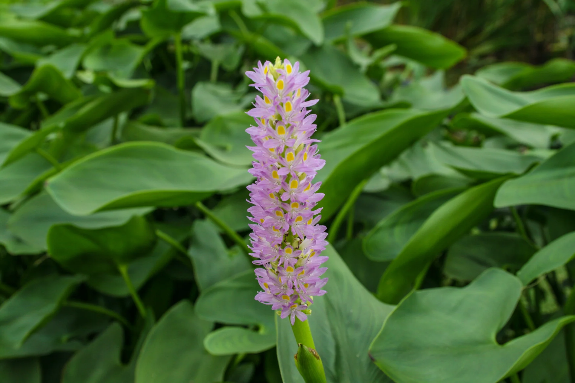 Pontederia spp. ‘Pink’ — Florida Aquatic Nurseries