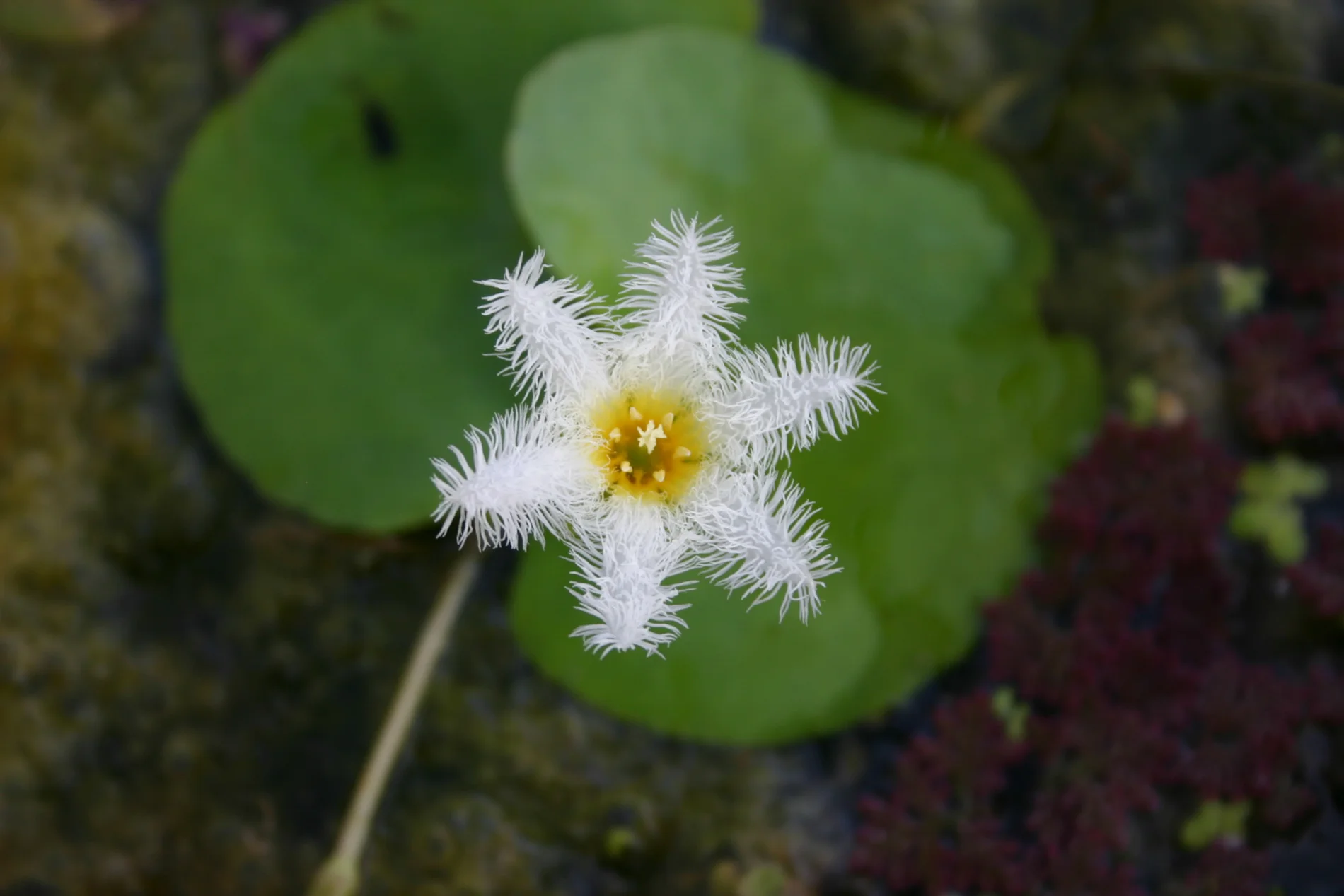 Nymphoides indica — Florida Aquatic Nurseries