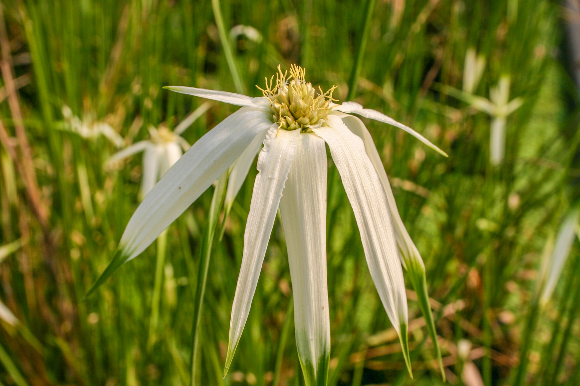 Dichromena latifolia — Florida Aquatic Nurseries