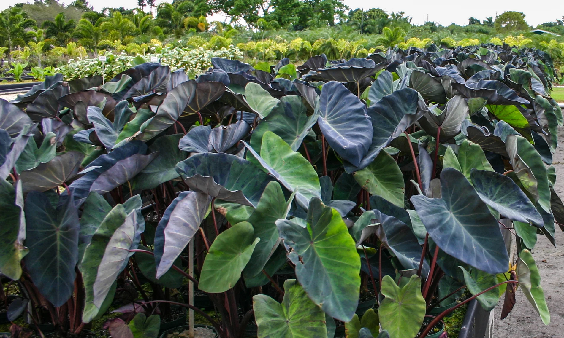 Colocasia esculenta var. 'Black Marble' — Florida Aquatic Nurseries