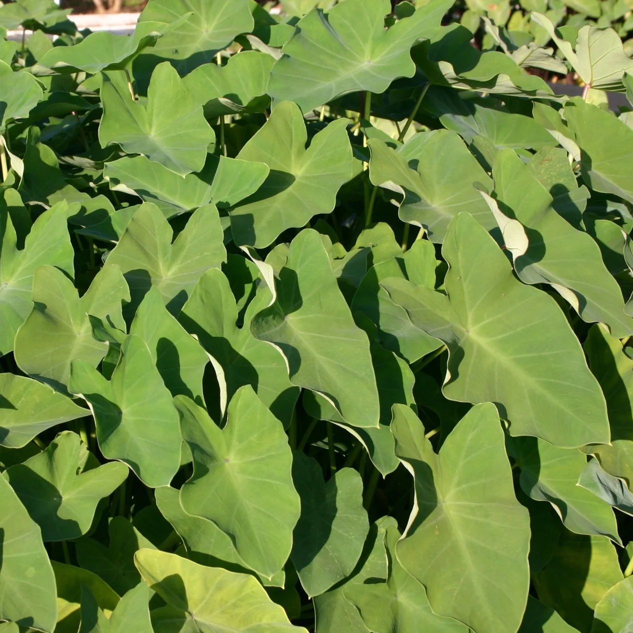 Pond Plants — Florida Aquatic Nurseries