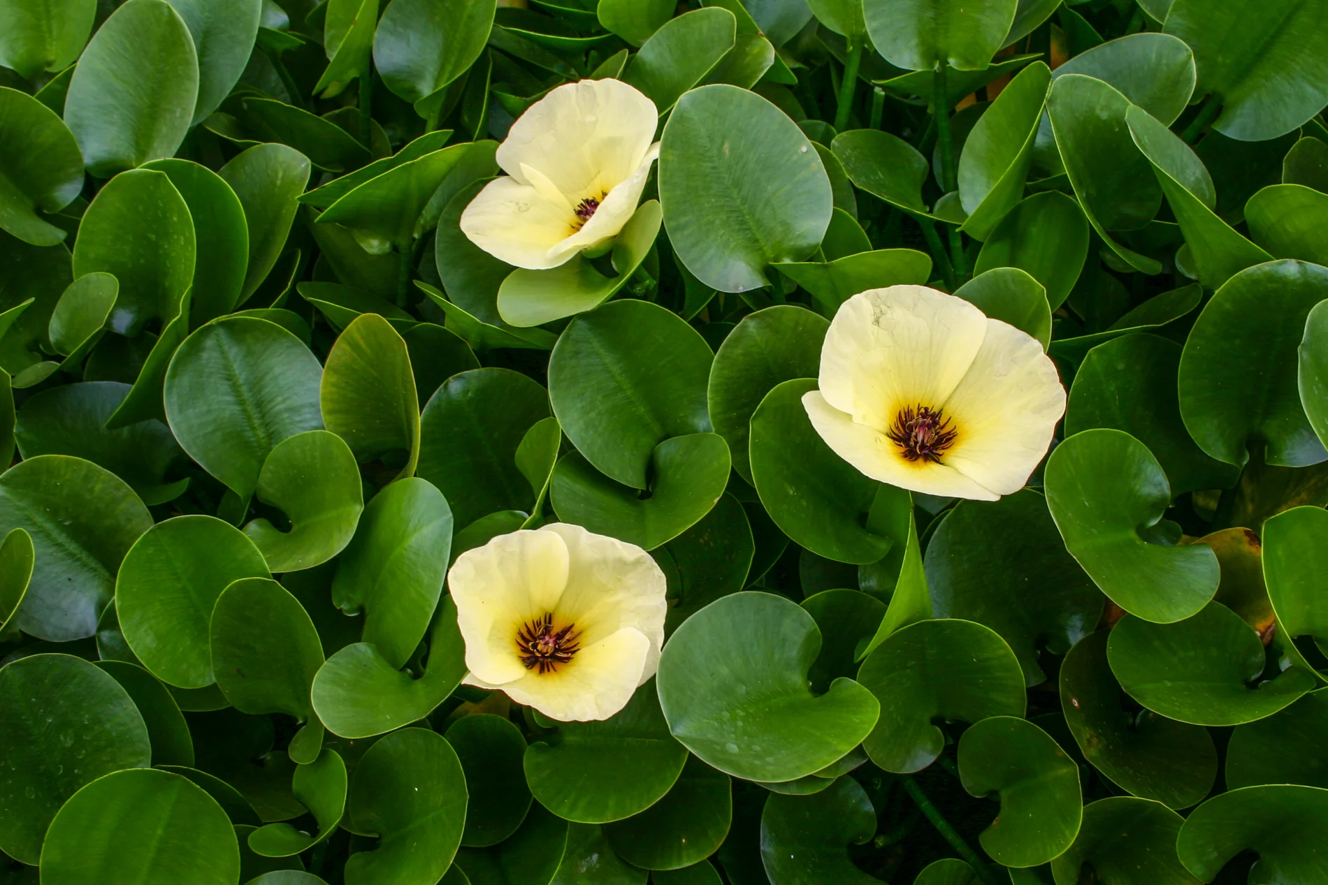 Hydrocleys nymphoides — Florida Aquatic Nurseries