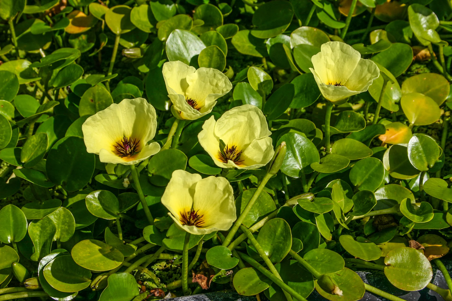 Hydrocleys nymphoides — Florida Aquatic Nurseries
