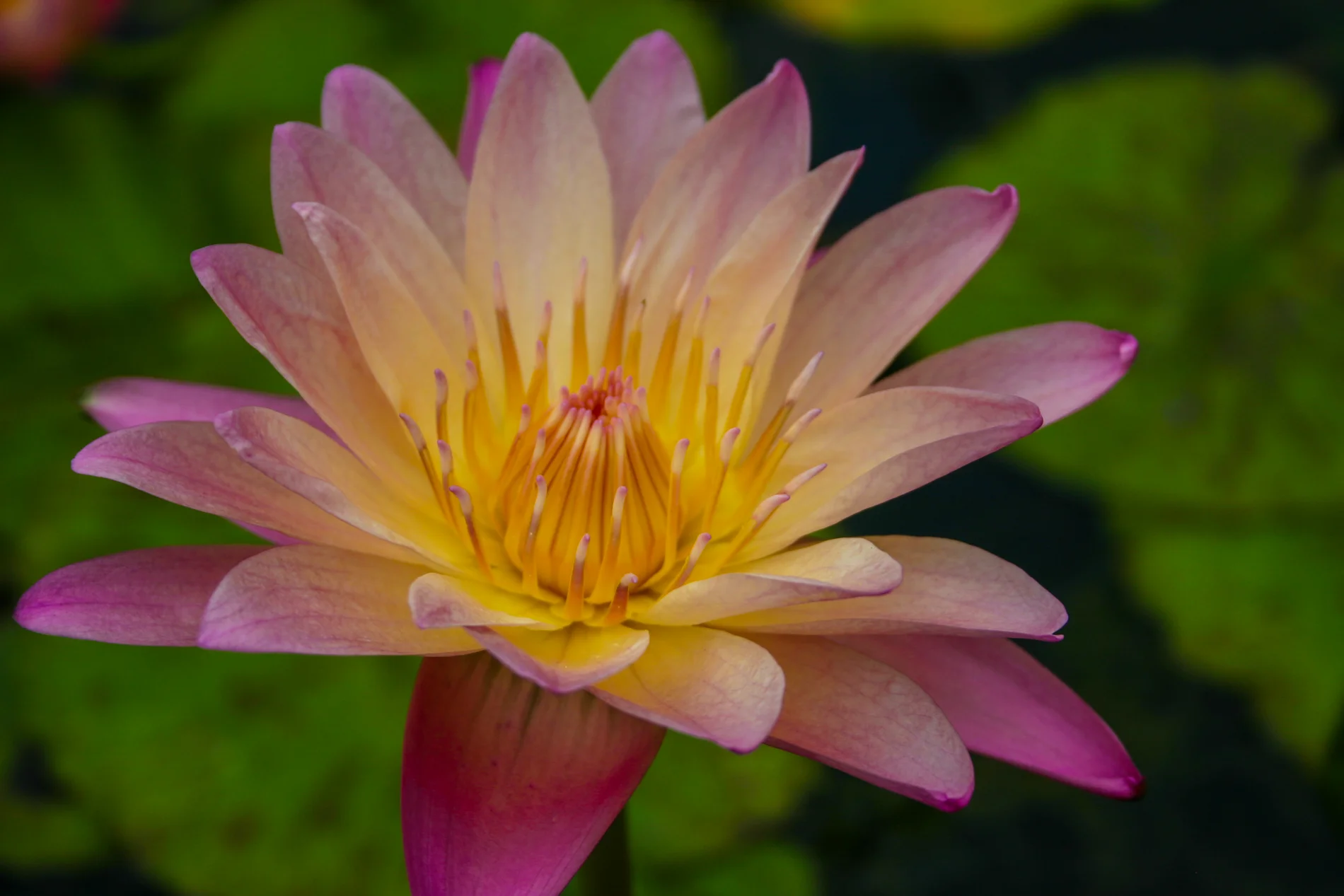 Nymphaea 'Albert Greenberg' — Florida Aquatic Nurseries