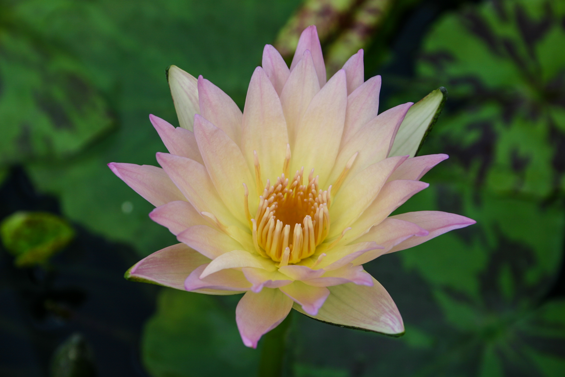 Nymphaea 'Barbara Barnette' — Florida Aquatic Nurseries
