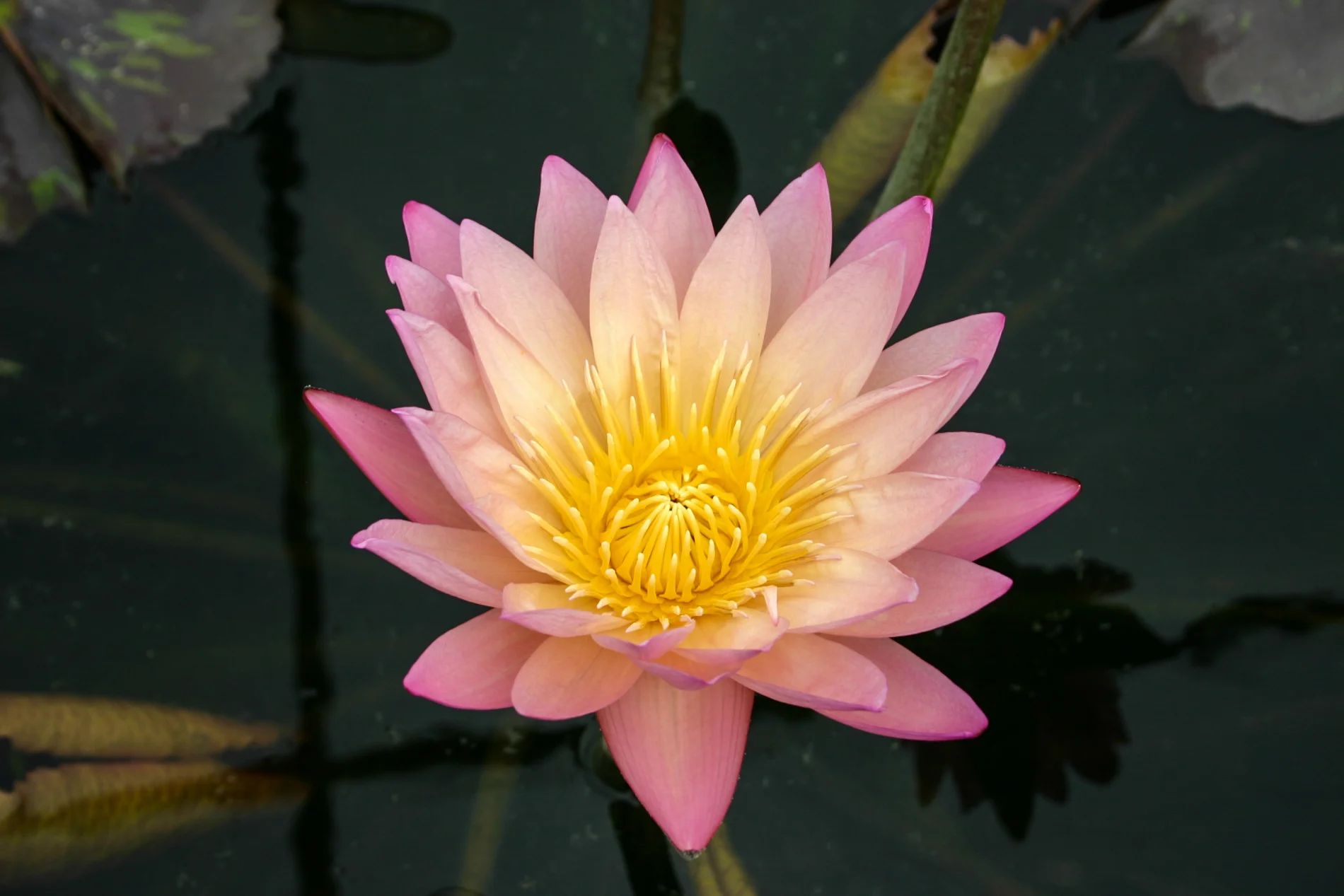 Nymphaea 'Tropic Sunset' — Florida Aquatic Nurseries