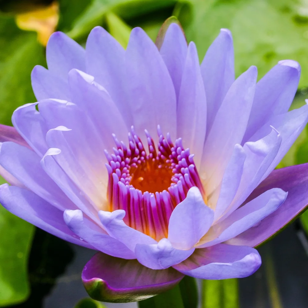 Nicest Waterlilies Hardy Tropical ISG Water Lily Best Grower and ...