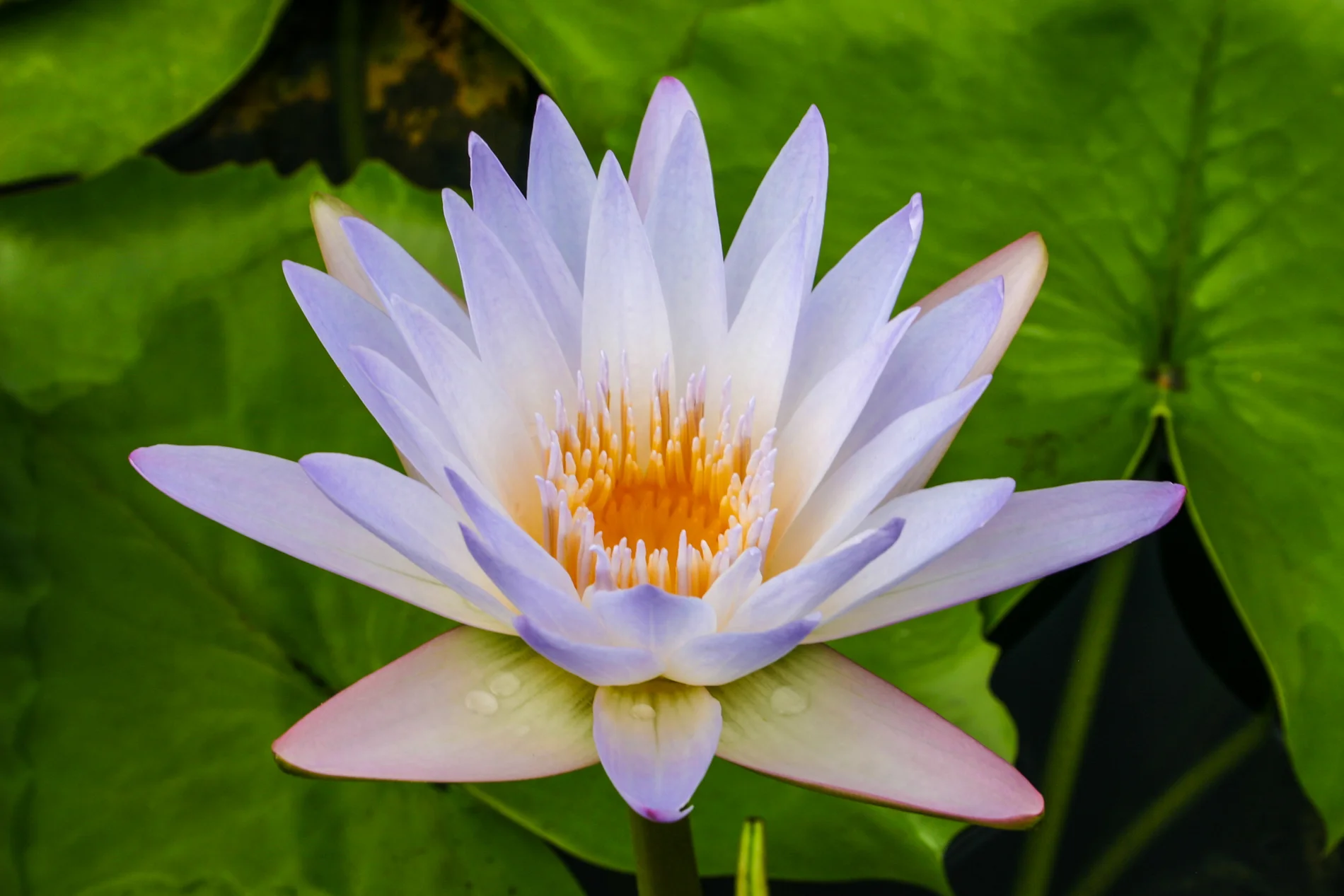 Nymphaea 'Blink' — Florida Aquatic Nurseries