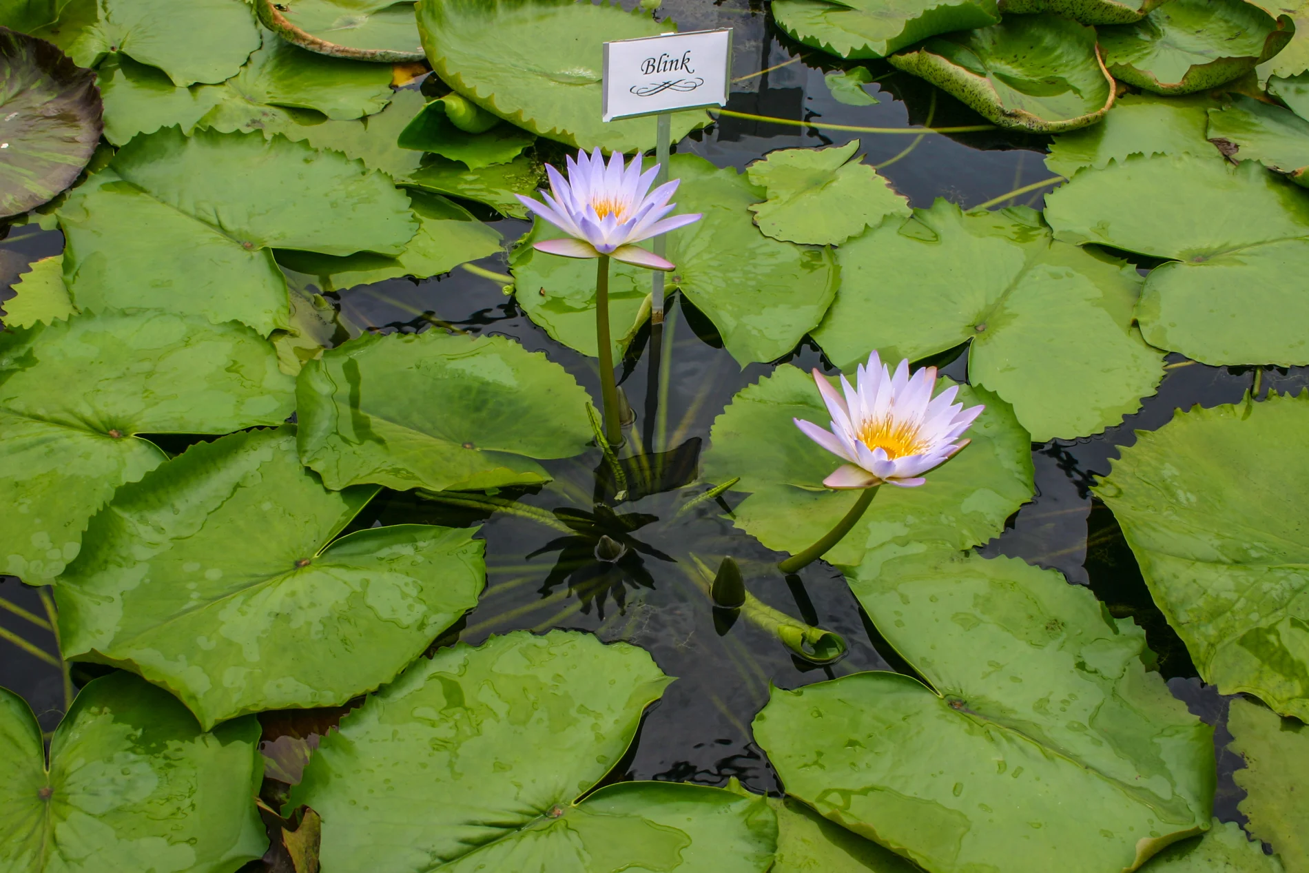 Nymphaea 'Blink' — Florida Aquatic Nurseries