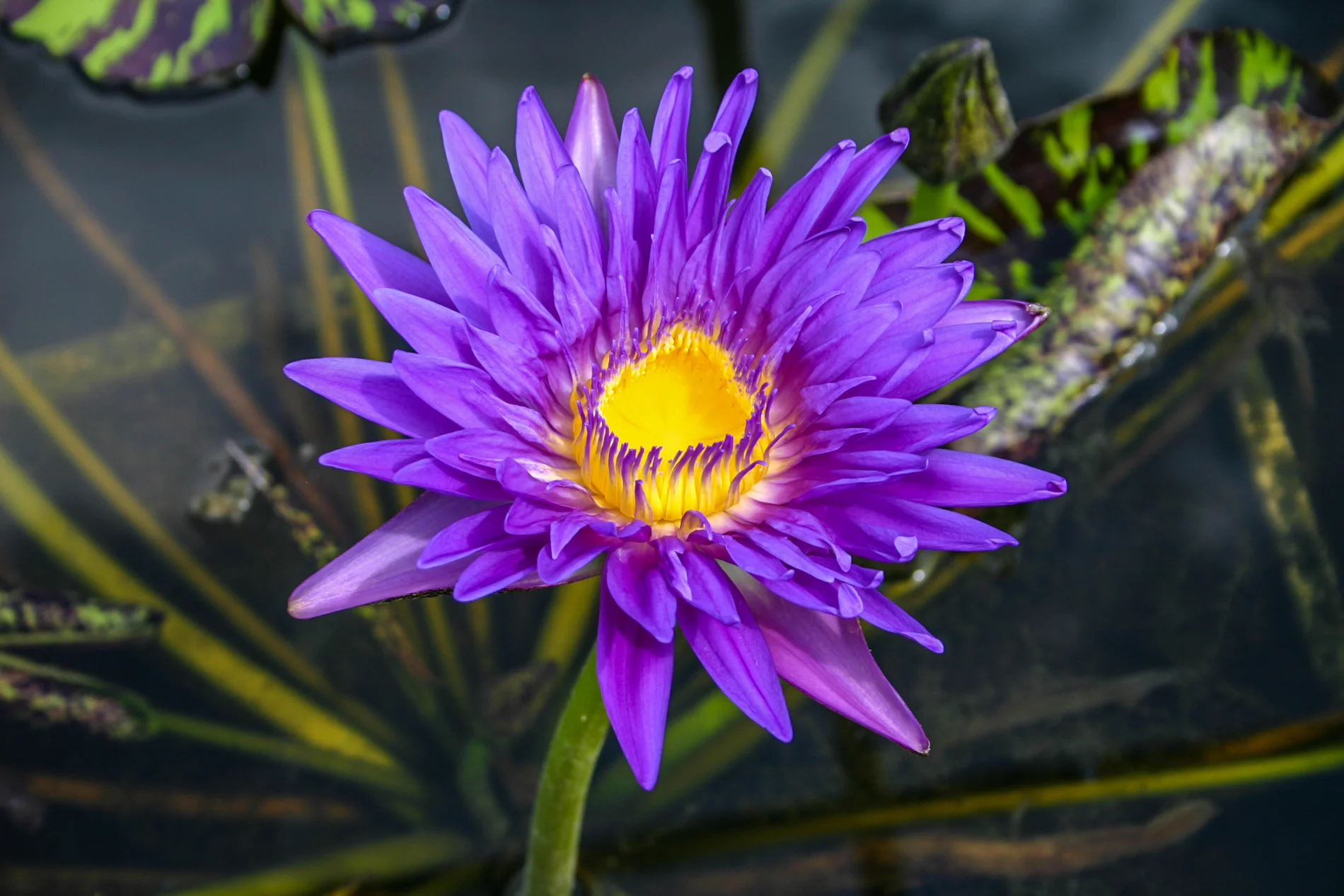 Nymphaea 'Blue Aster' — Florida Aquatic Nurseries