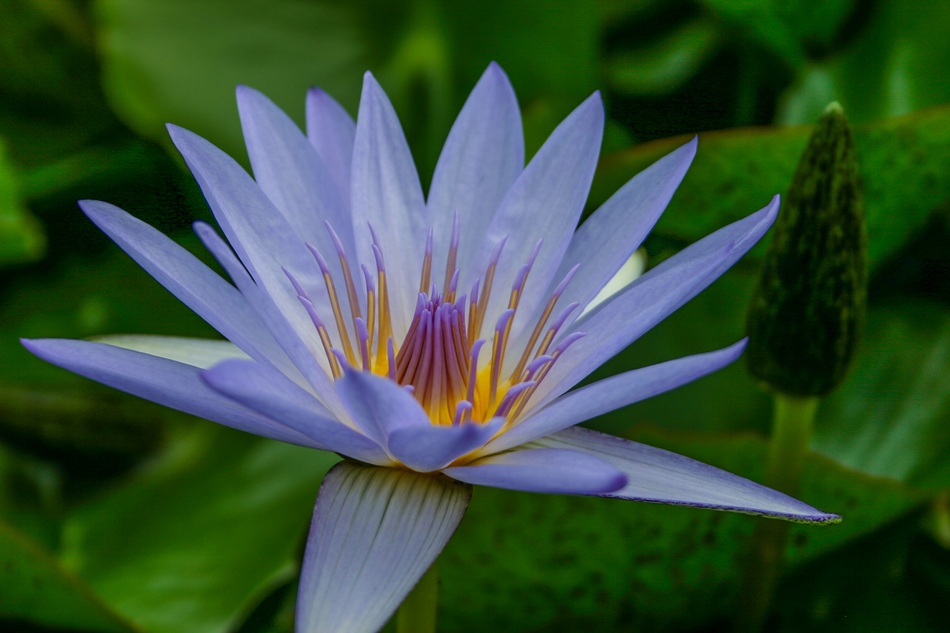 Nymphaea 'Blue Beauty' — Florida Aquatic Nurseries
