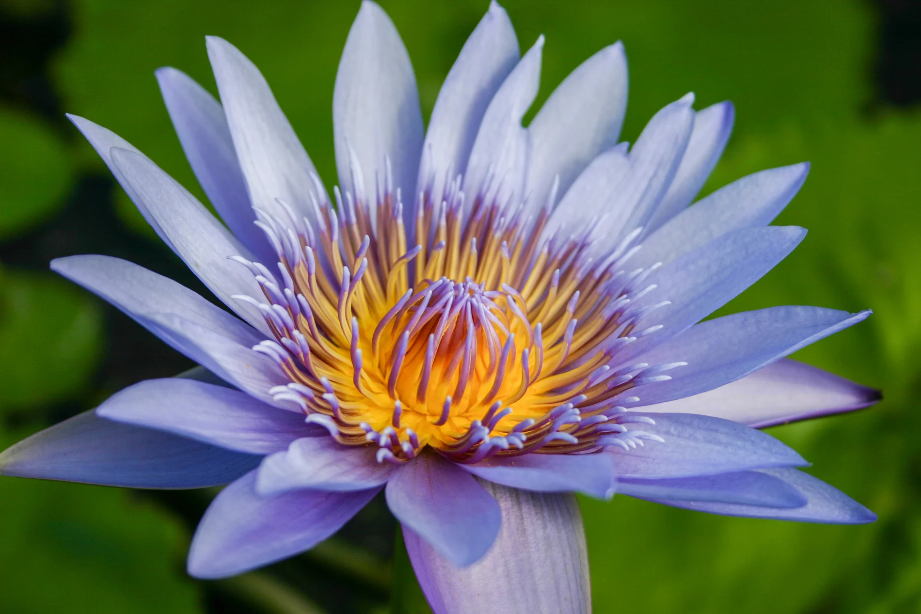 Nymphaea 'Blue Capensis' — Florida Aquatic Nurseries