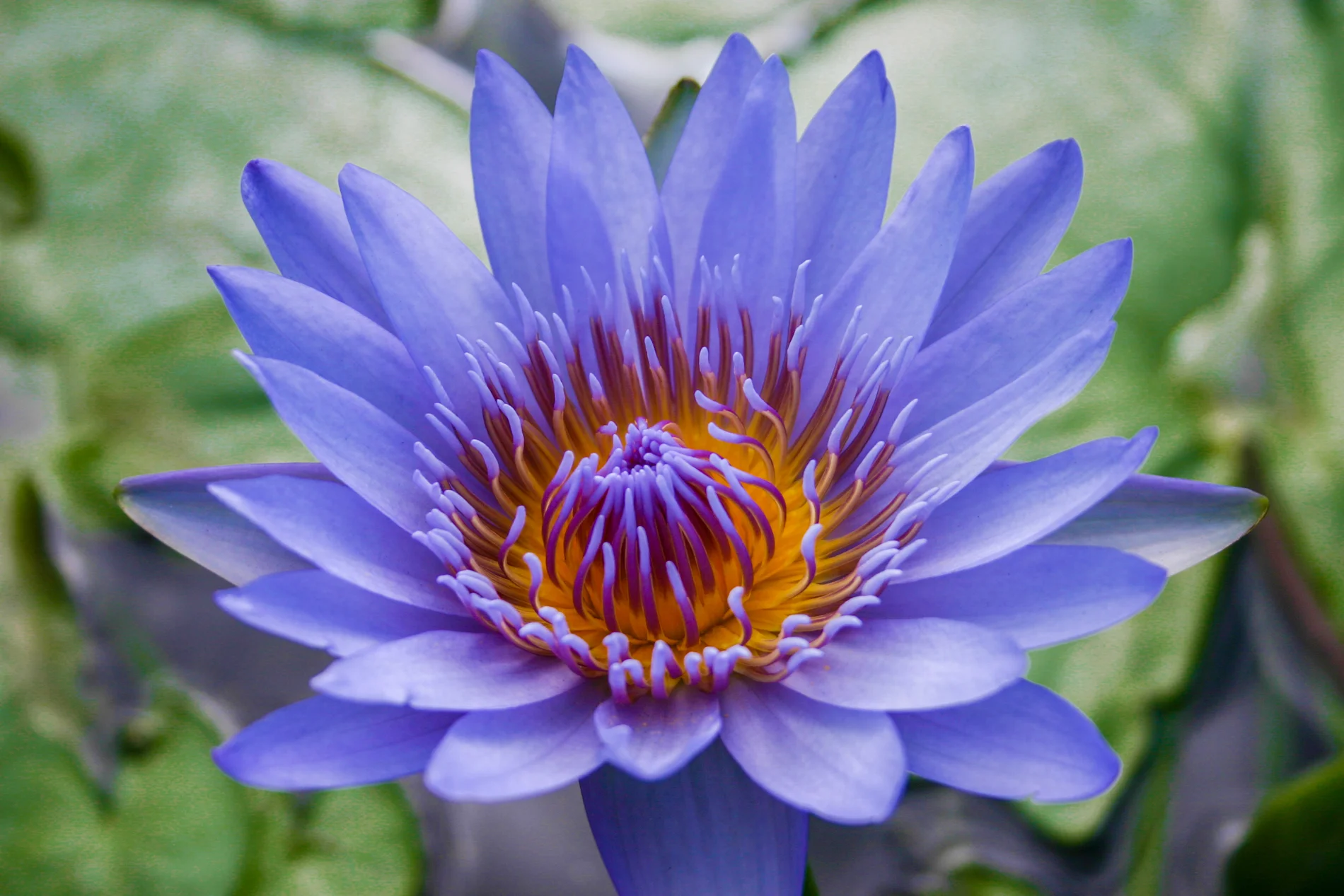 Nymphaea 'Blue Capensis' — Florida Aquatic Nurseries