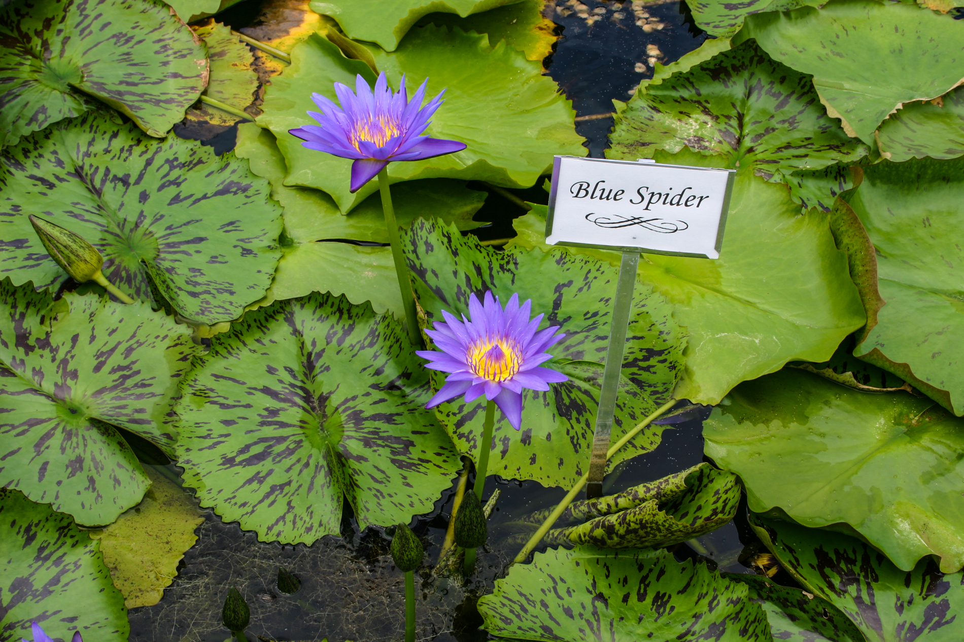 Nymphaea 'Blue Spider' — Florida Aquatic Nurseries