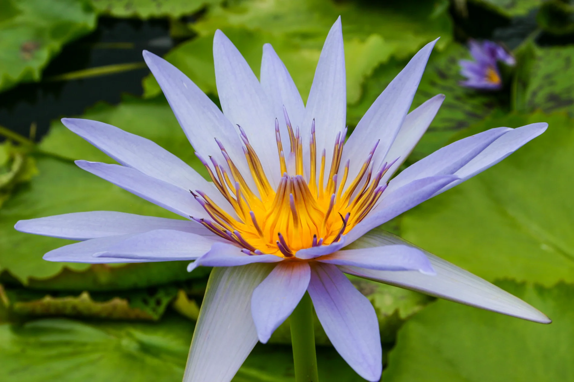 Nymphaea 'Blue Star' (William Stone) — Florida Aquatic Nurseries