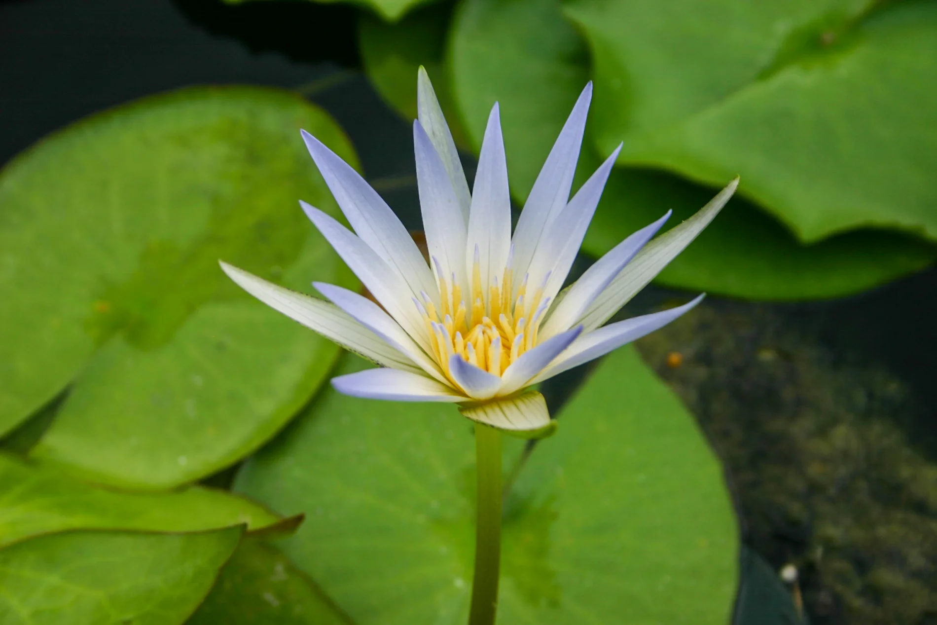 Nymphaea caerulea — Florida Aquatic Nurseries