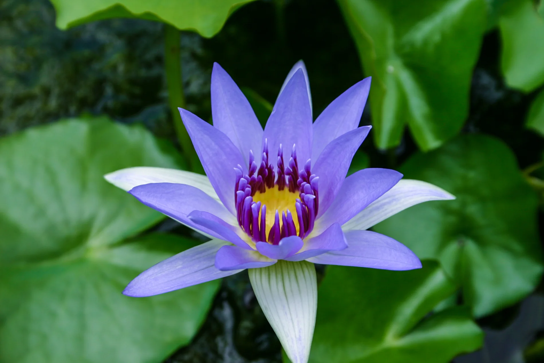 Nymphaea 'Colorata' — Florida Aquatic Nurseries