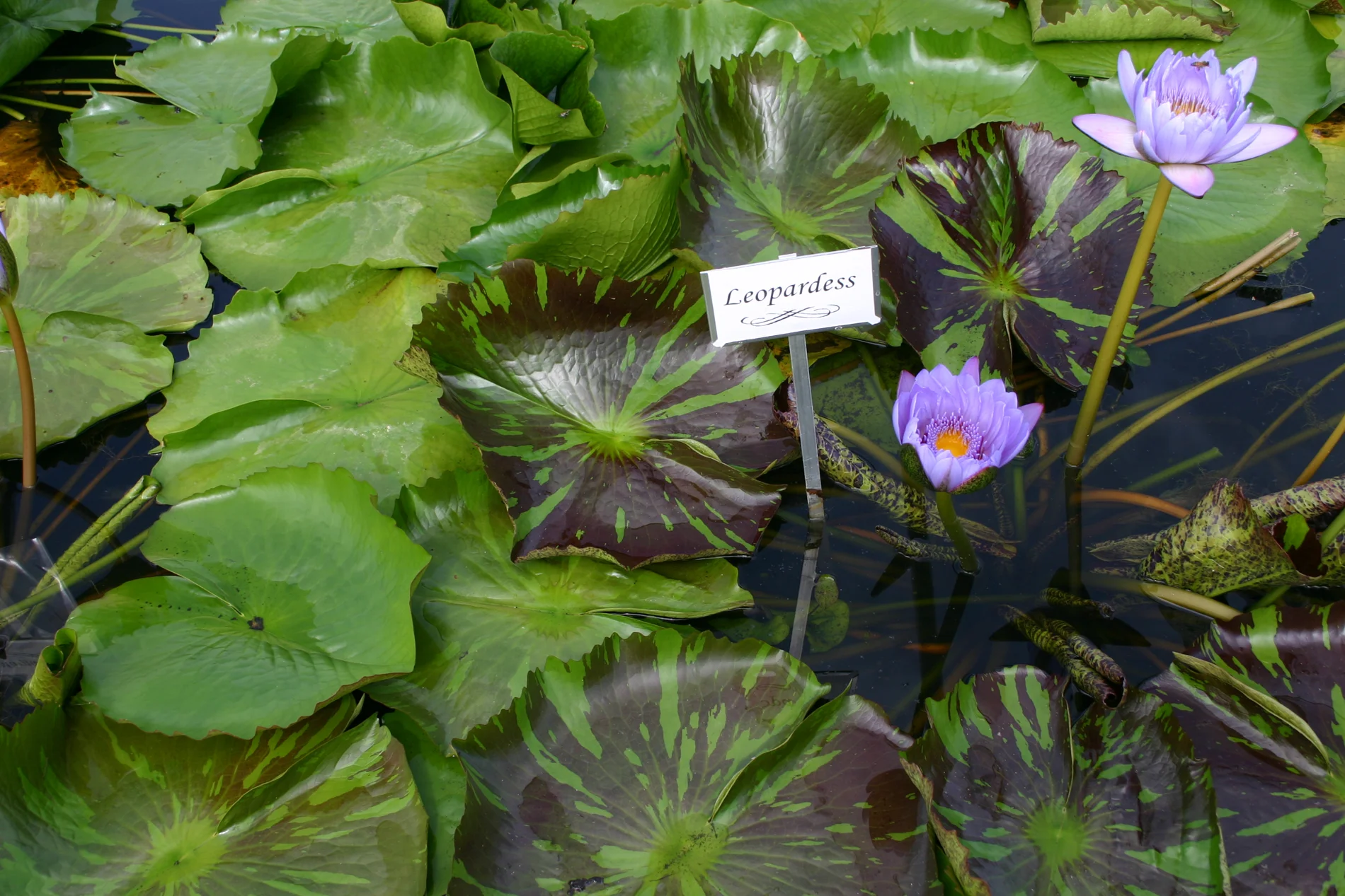 Nymphaea 'Leopardess' — Florida Aquatic Nurseries