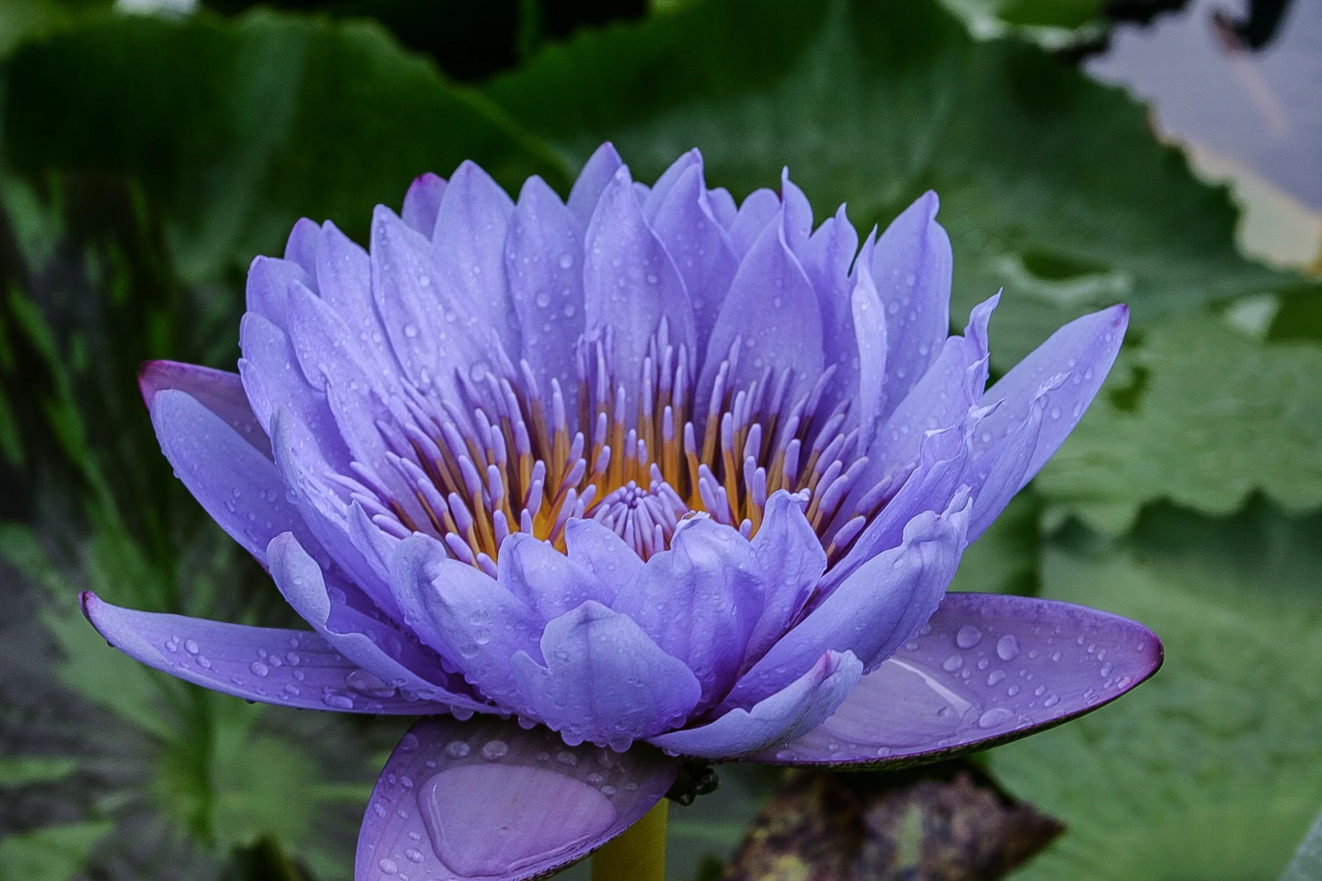 Nymphaea 'Leopardess' — Florida Aquatic Nurseries