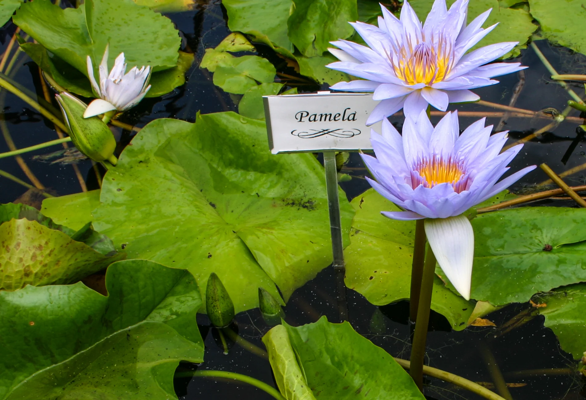 Nymphaea 'Pamela' — Florida Aquatic Nurseries