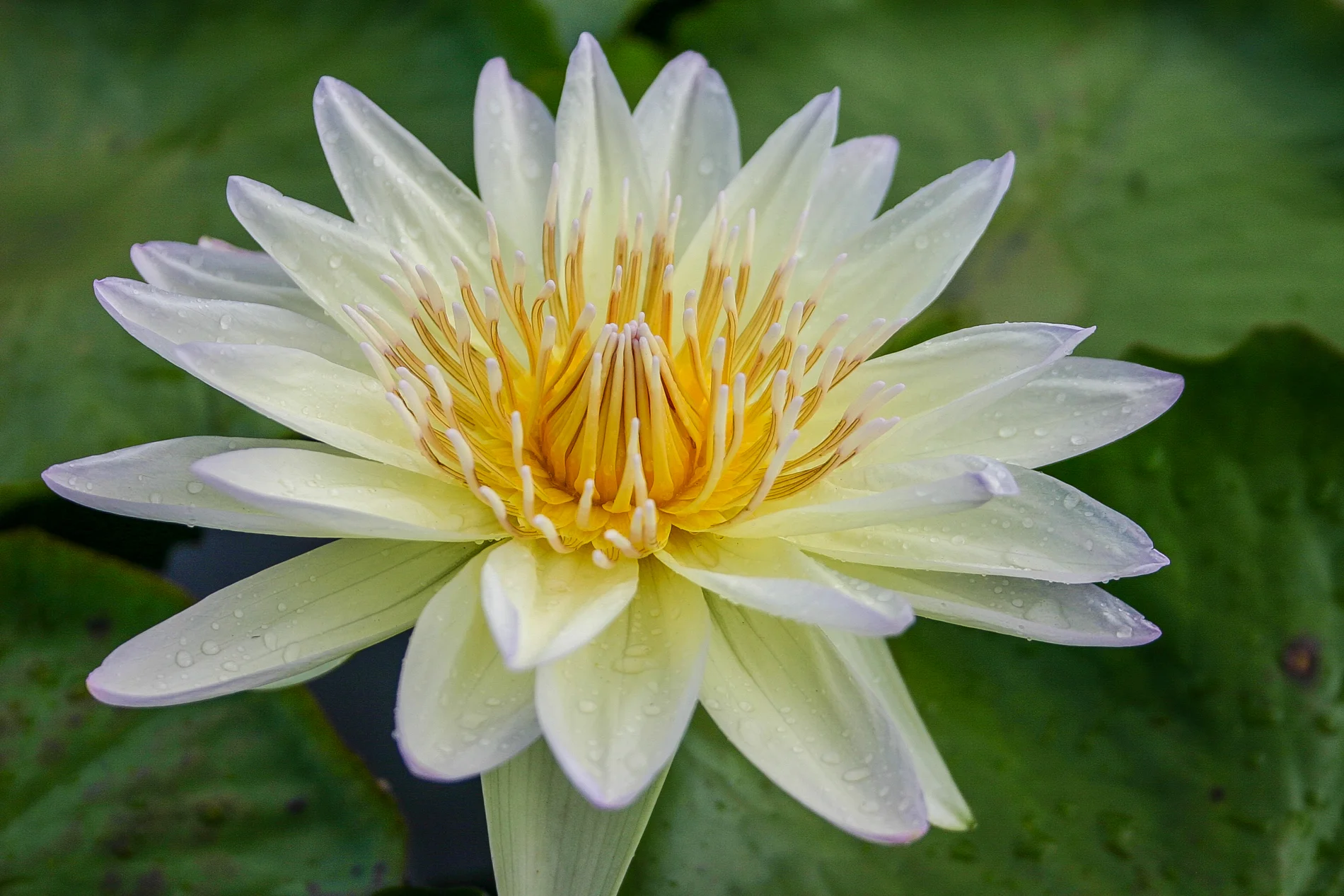 Nymphaea 'Moonbeam' — Florida Aquatic Nurseries