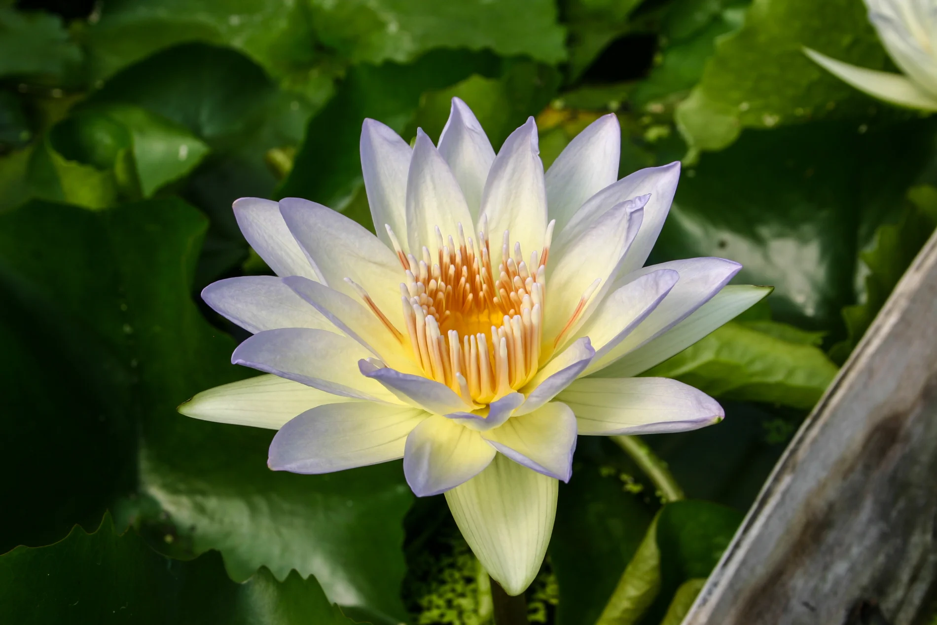 Nymphaea 'Moonbeam' — Florida Aquatic Nurseries
