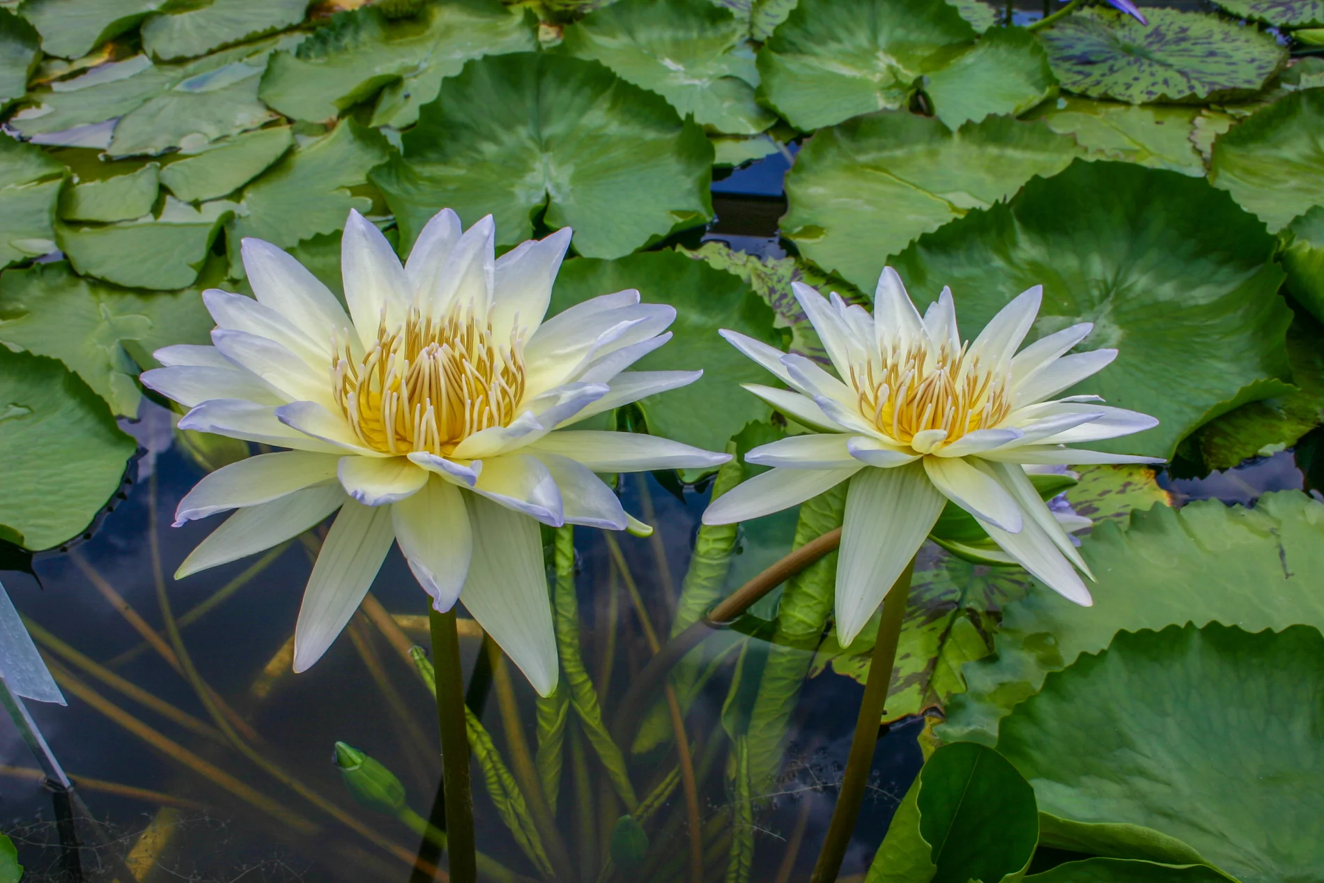 Nymphaea 'Moonbeam' — Florida Aquatic Nurseries