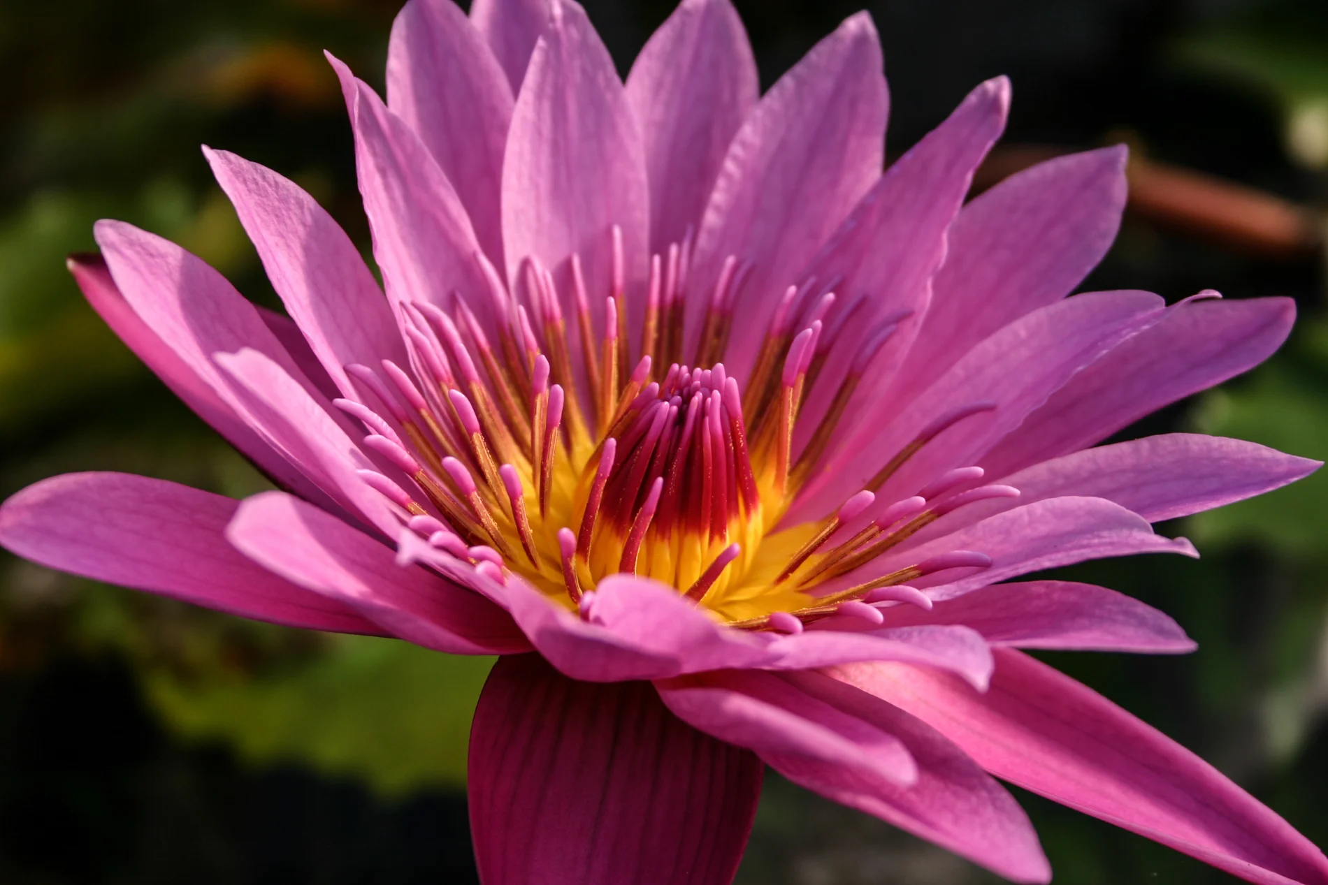 Nymphaea 'Evelyn Randig' — Florida Aquatic Nurseries