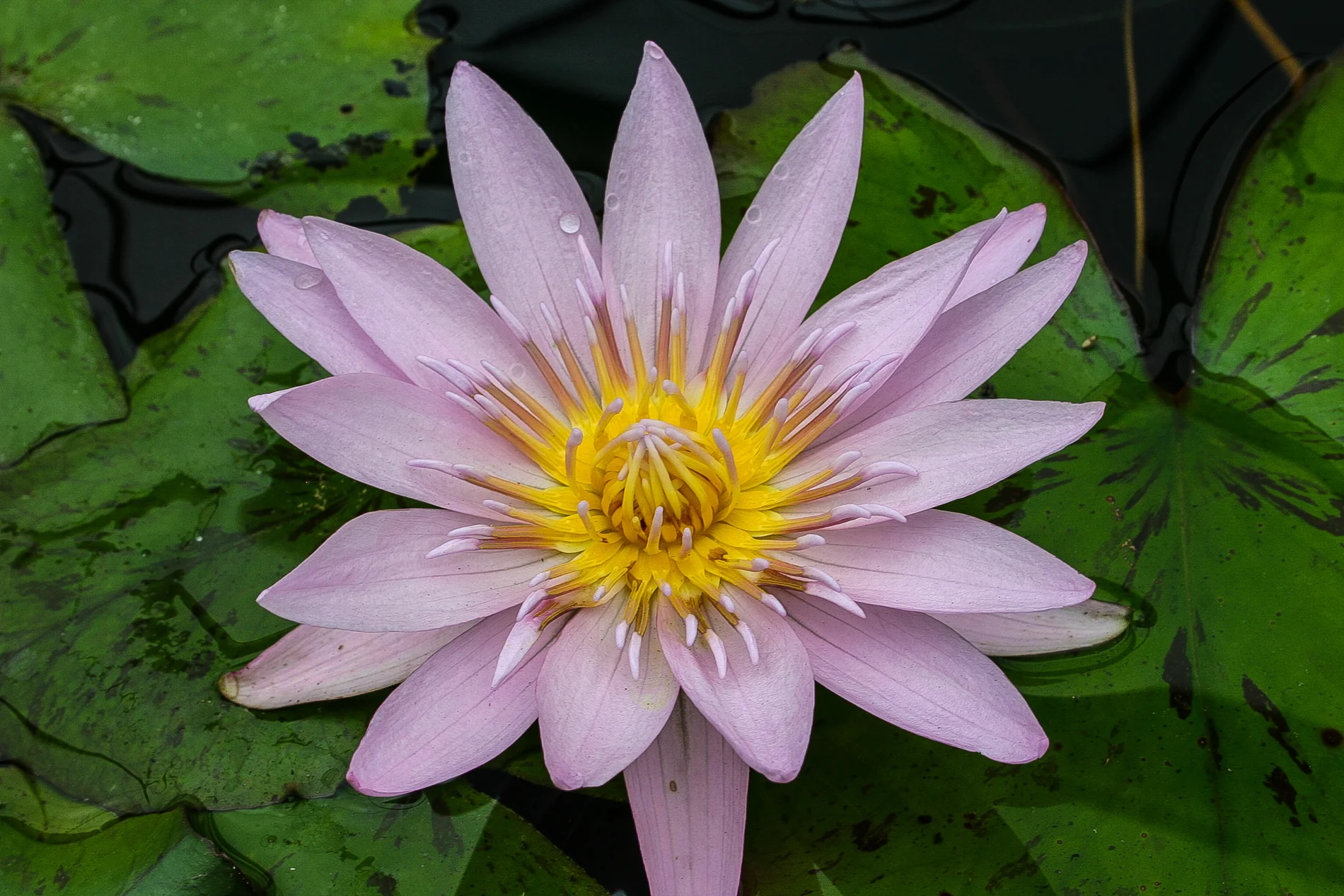 Nymphaea 'General Pershing' — Florida Aquatic Nurseries