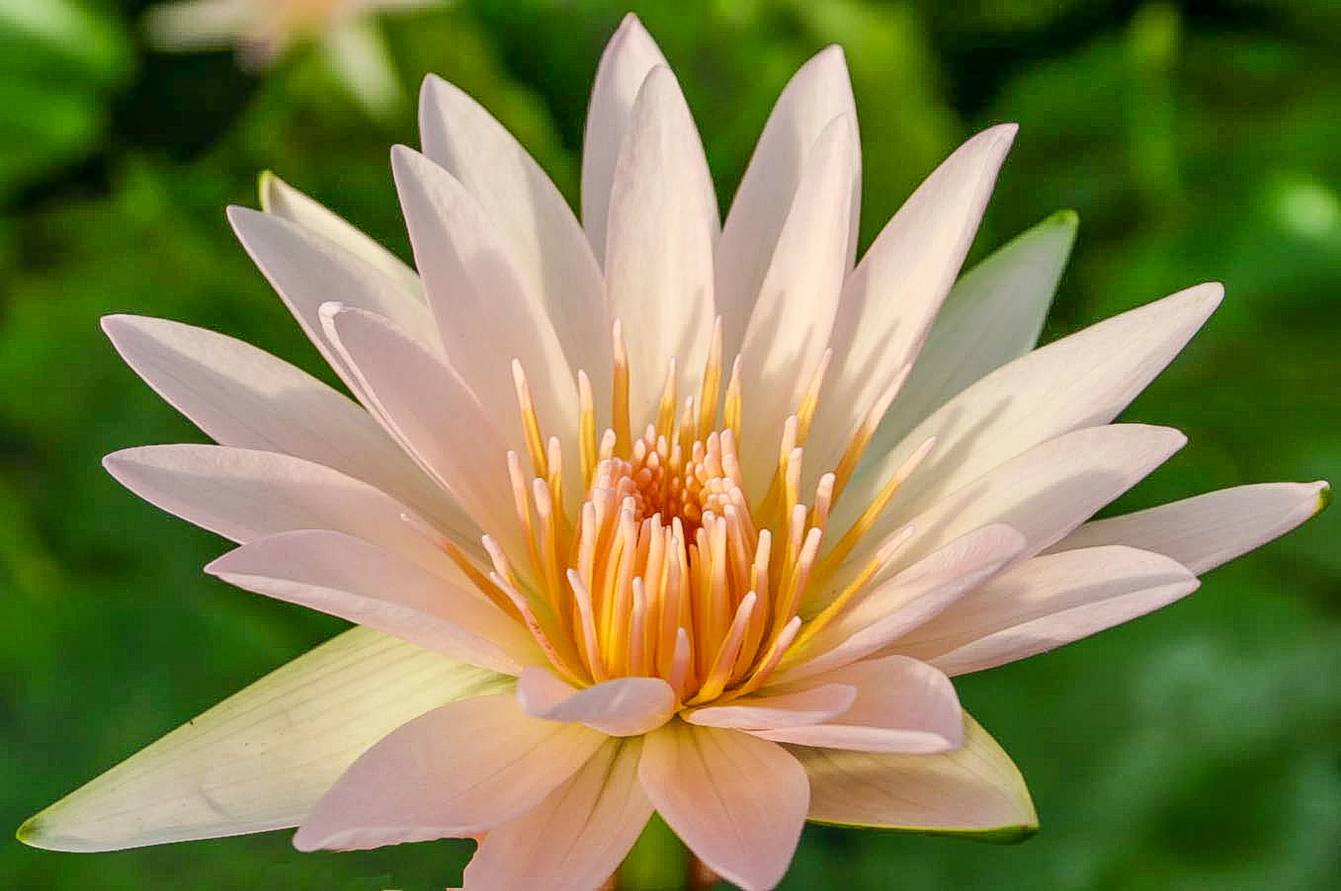Nymphaea 'Golden West' — Florida Aquatic Nurseries