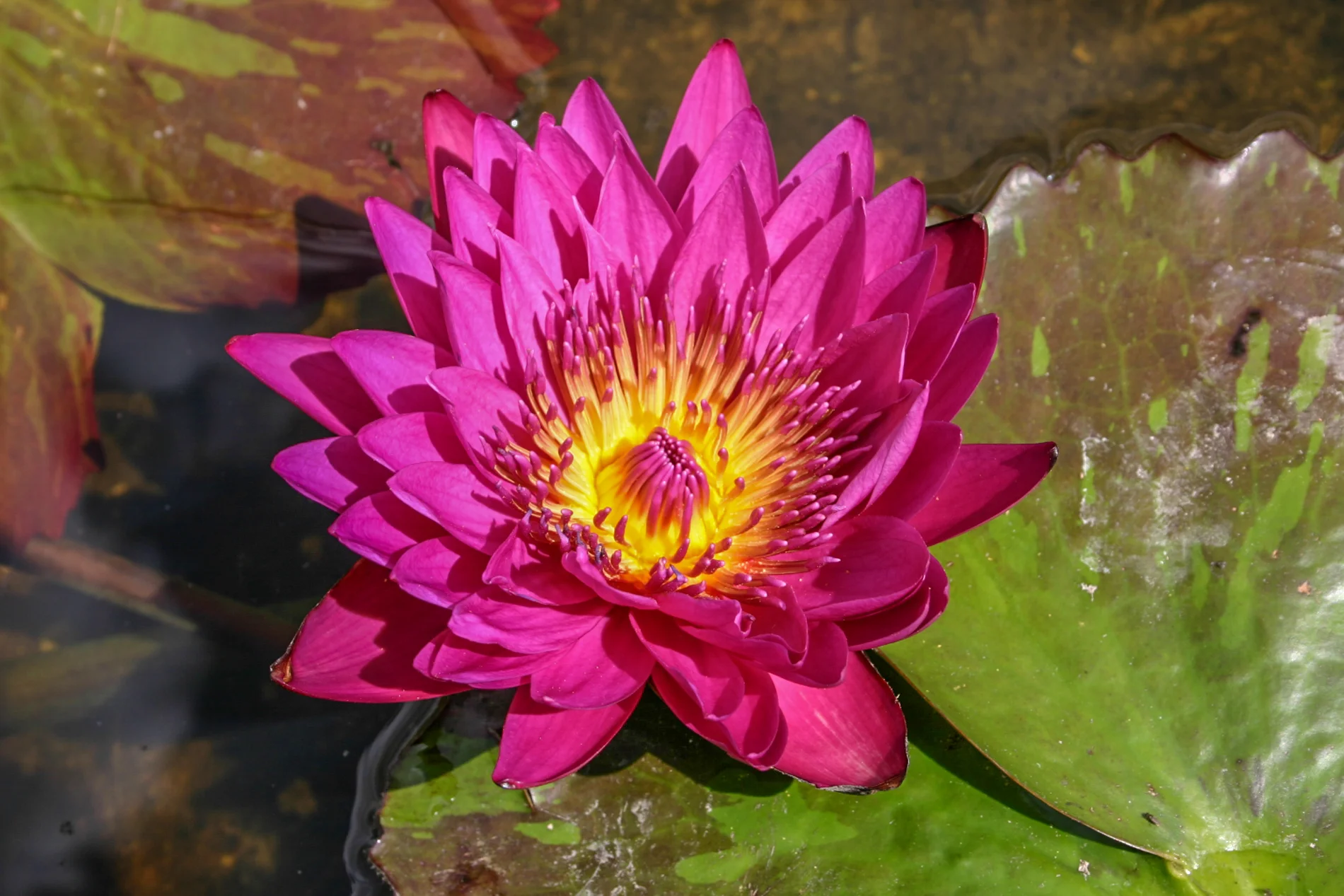 Nymphaea 'Hot Pink' — Florida Aquatic Nurseries
