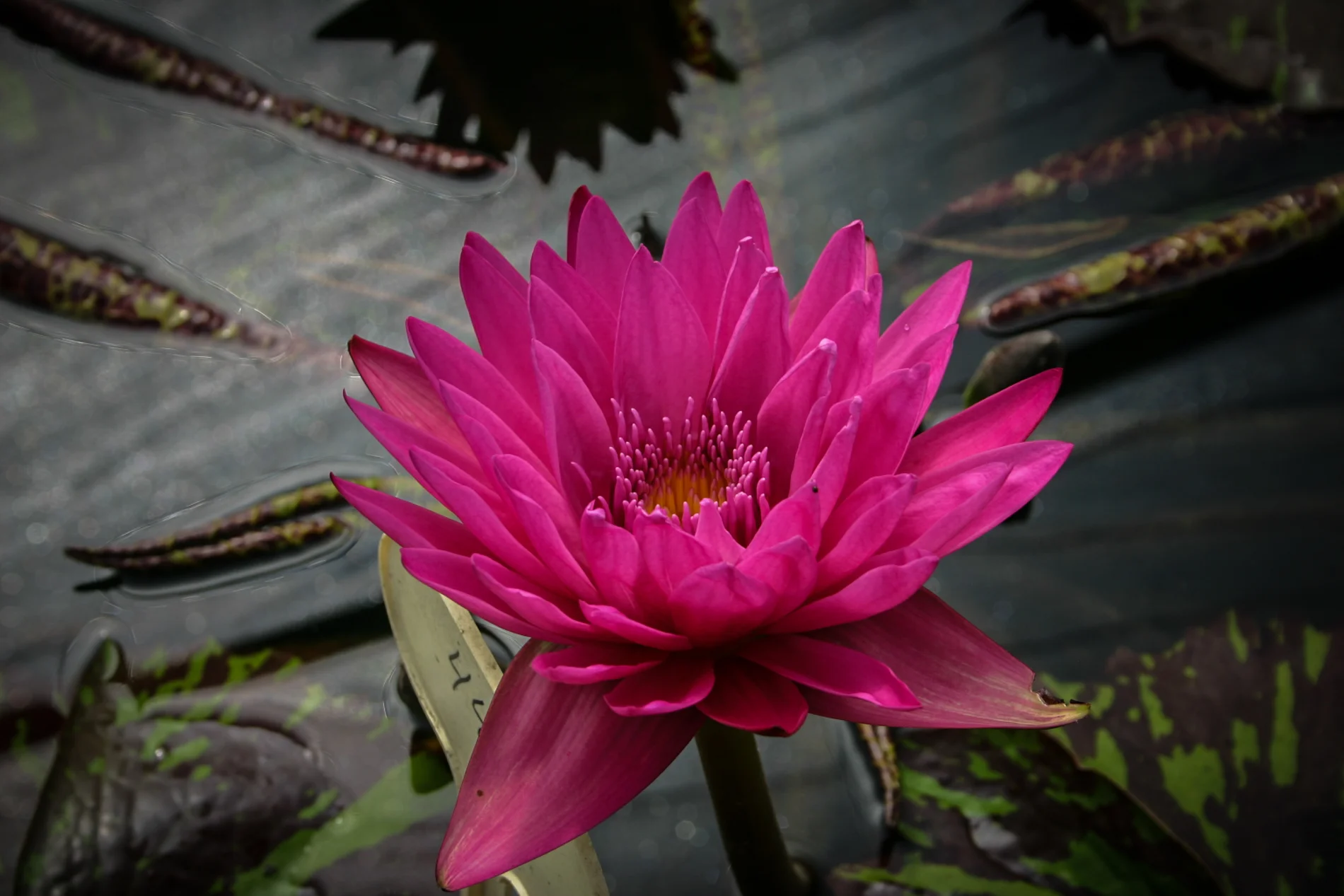 Nymphaea 'Hot Pink' — Florida Aquatic Nurseries