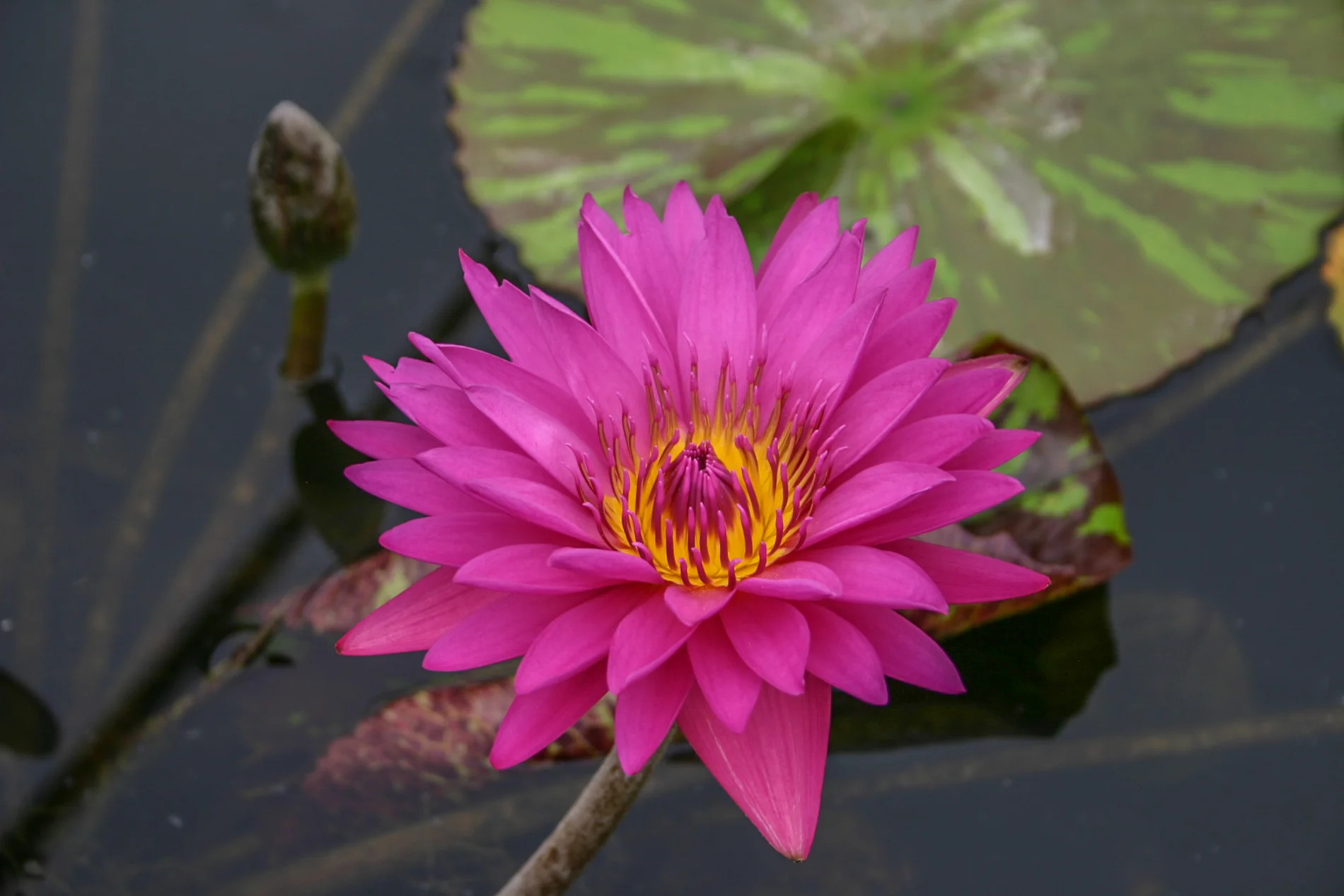Nymphaea 'Hot Pink' — Florida Aquatic Nurseries