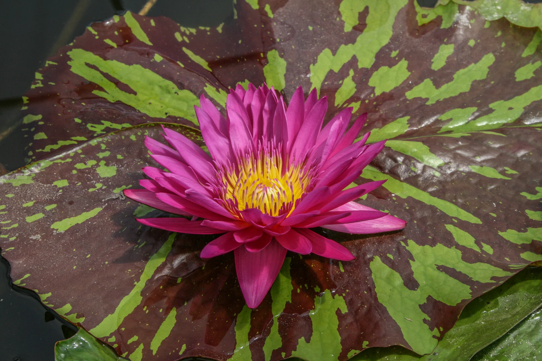 Nymphaea 'Hot Pink' — Florida Aquatic Nurseries