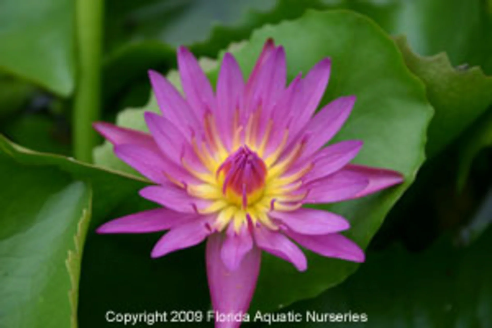 Nymphaea 'Pink Capensis' — Florida Aquatic Nurseries